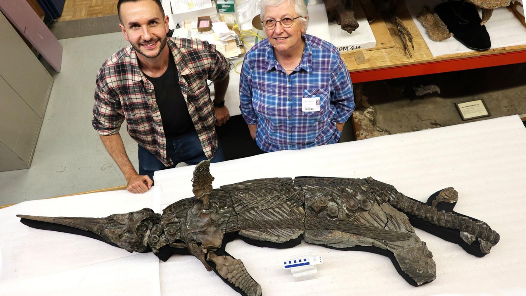 Tourist finds chunk of oldest sea crocodile on Lyme Regis beach - BBC News