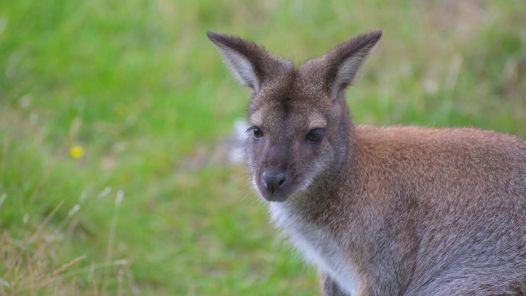 Wallabies boom on the Isle of Man - BBC Newsround