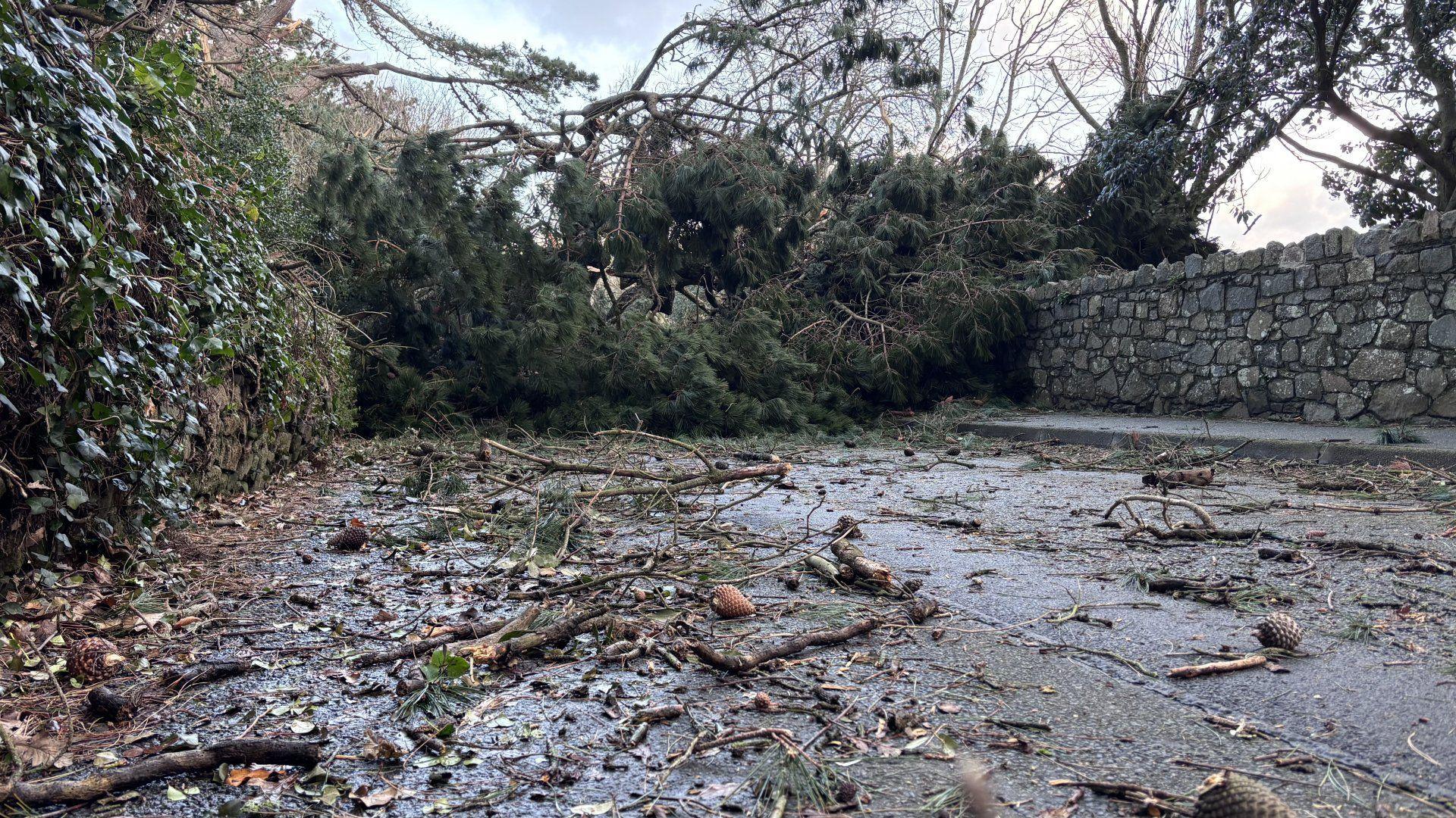 Guernsey tree appeal donations a 'great community effort' - BBC News
