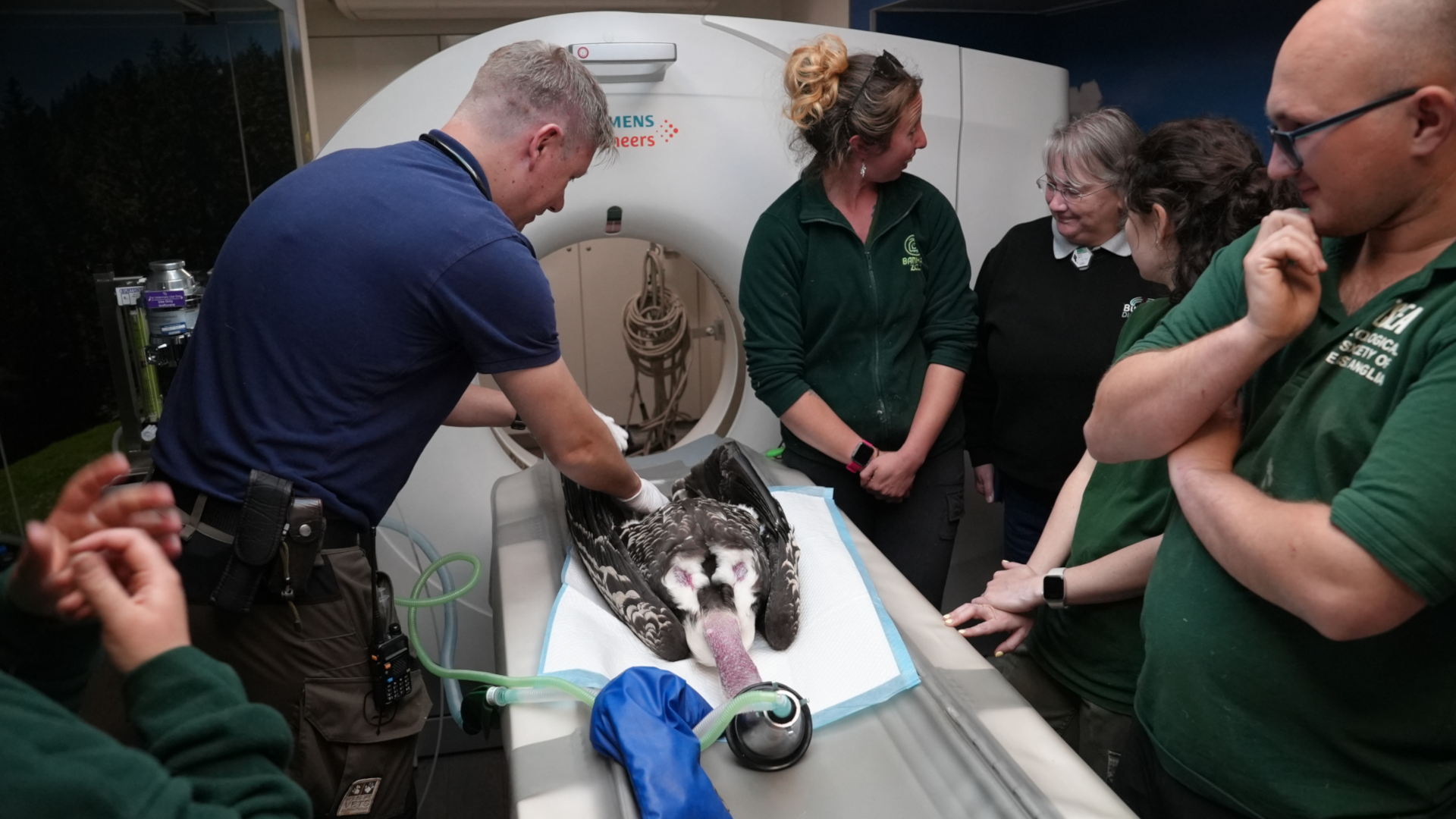 Banham Zoo residents undergo CT scanner health checks - BBC News