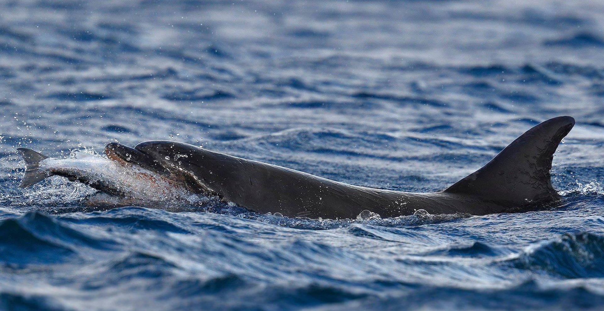 Bottlenose Dolphin Hunting
