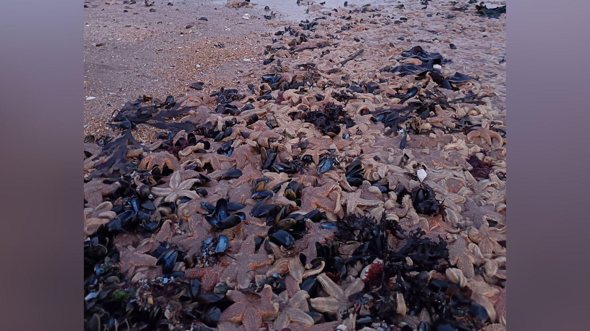 Hundreds of starfish found washed up on Margate beach - BBC News