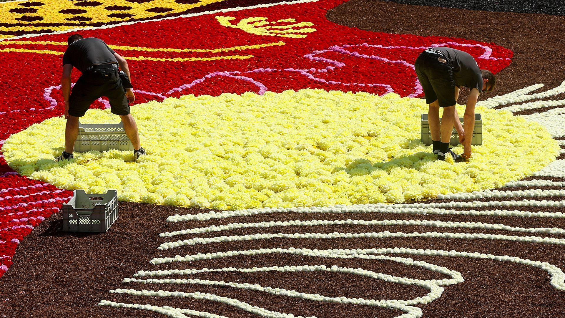 Brussels Flower Carpet 2024: Display takes over historic square - BBC ...