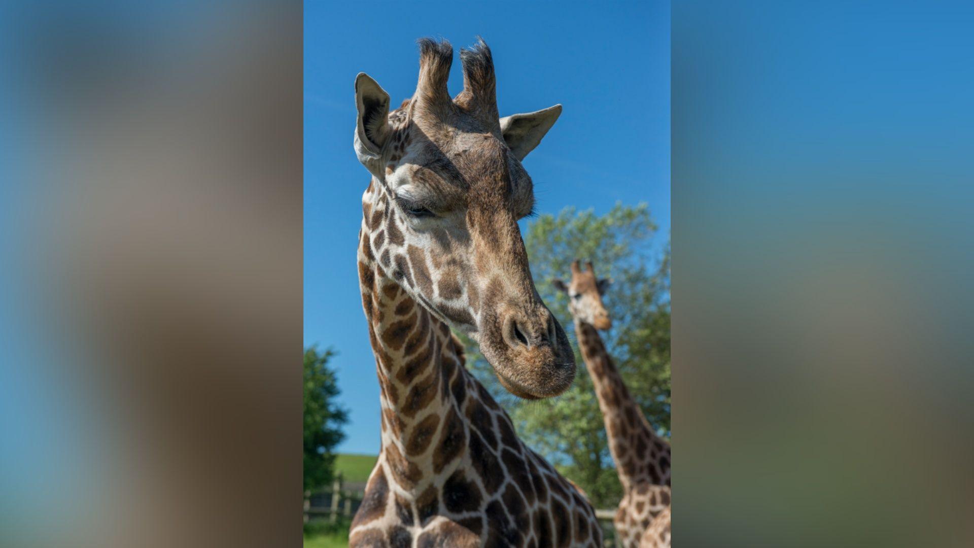 West Midlands Safari Park keepers 'extremely sad' over giraffe's death ...