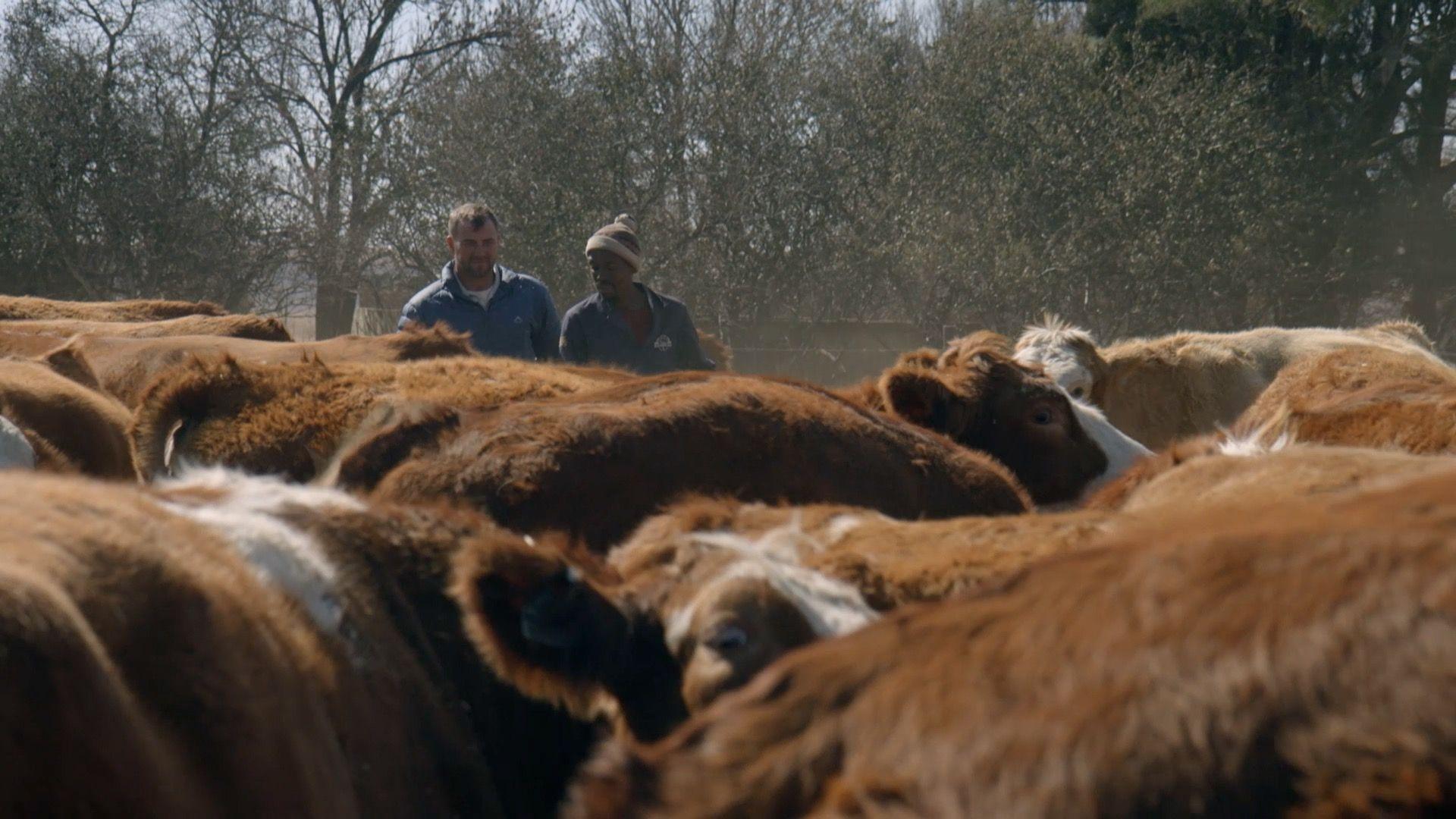 The South African Afrikaners hoping to go to the US as refugees: 'We ...
