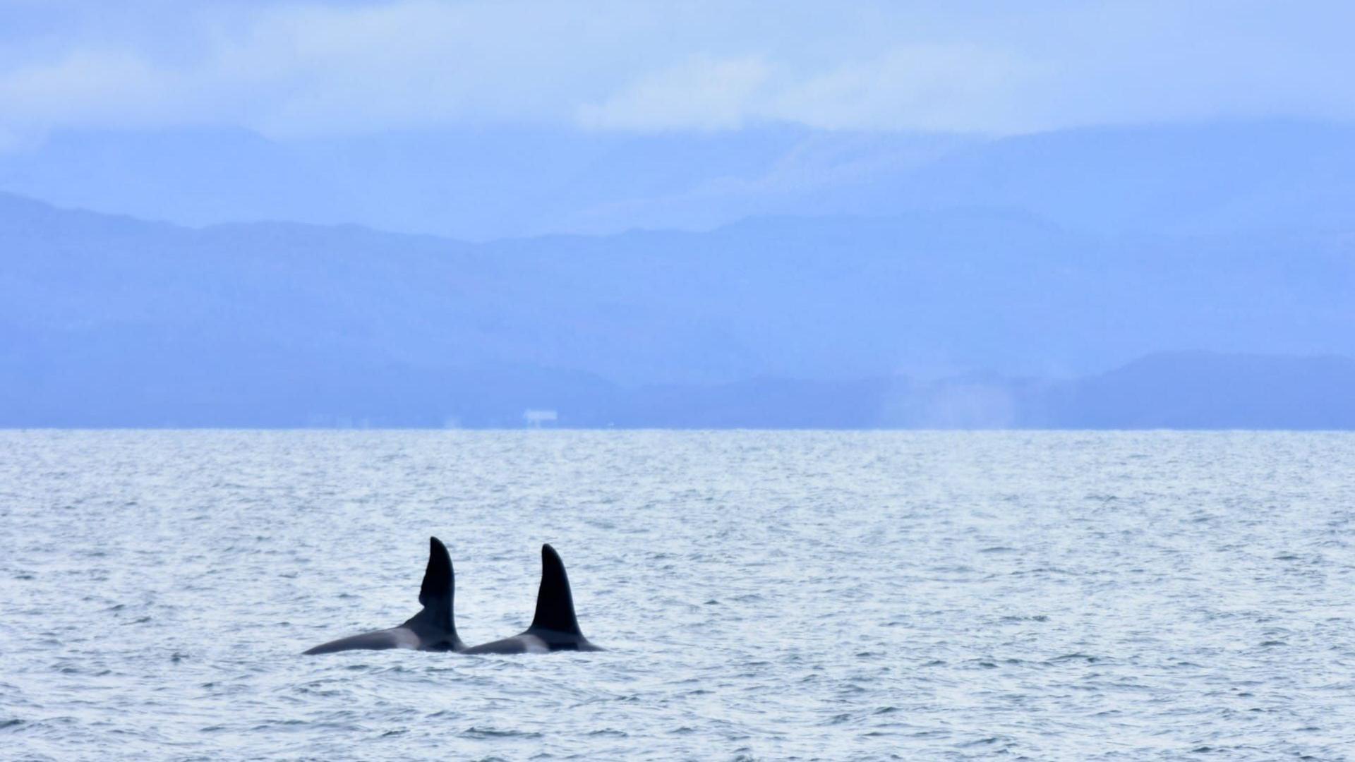 Rare sighting of Orca group's last survivors off west coast of Scotland ...