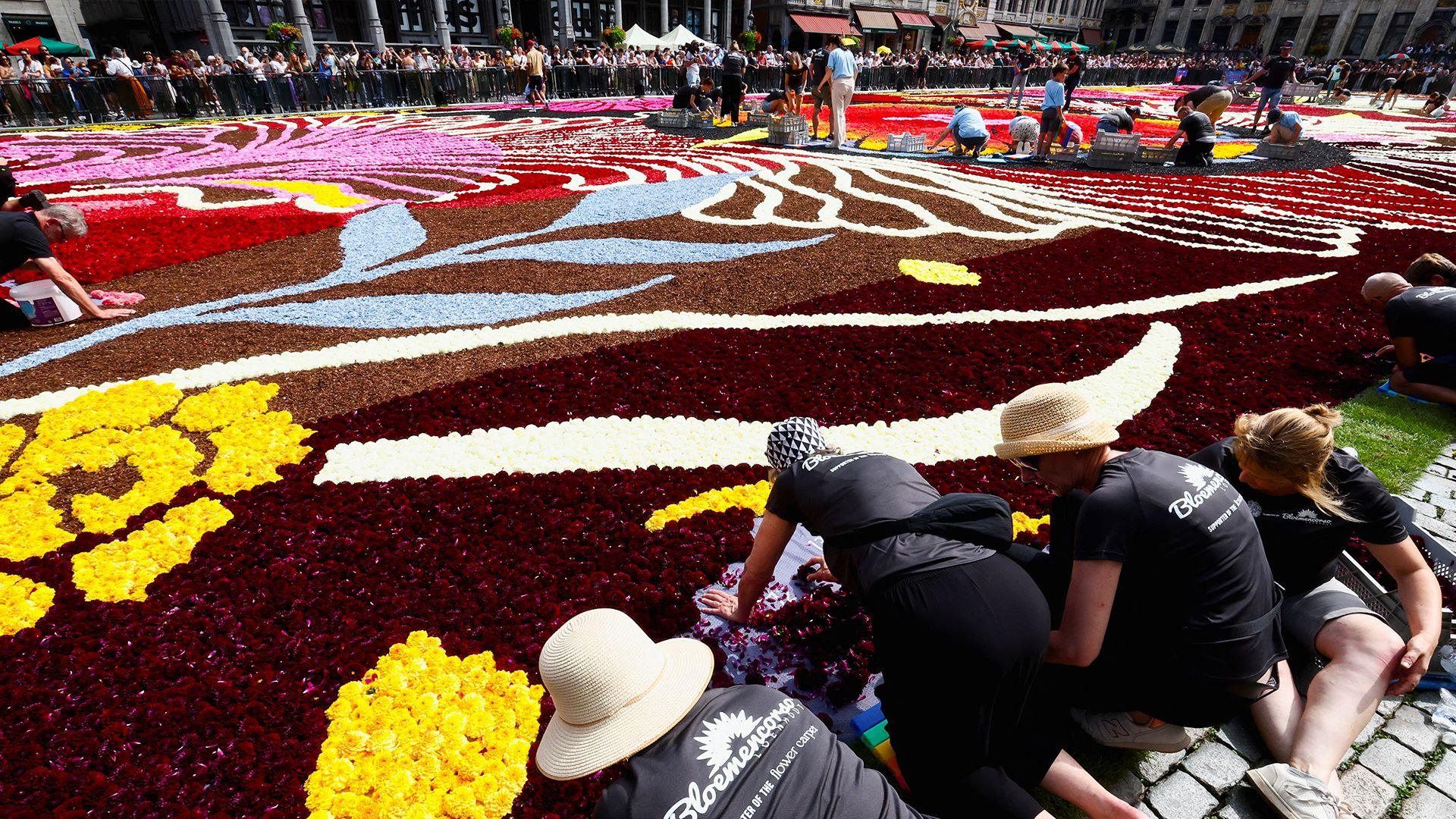 Brussels Flower Carpet 2024: Display takes over historic square - BBC Newsround