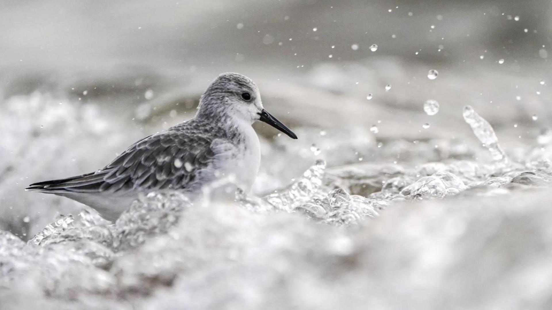 Essex Wildlife Trust photography contest won with rabbit image - BBC News