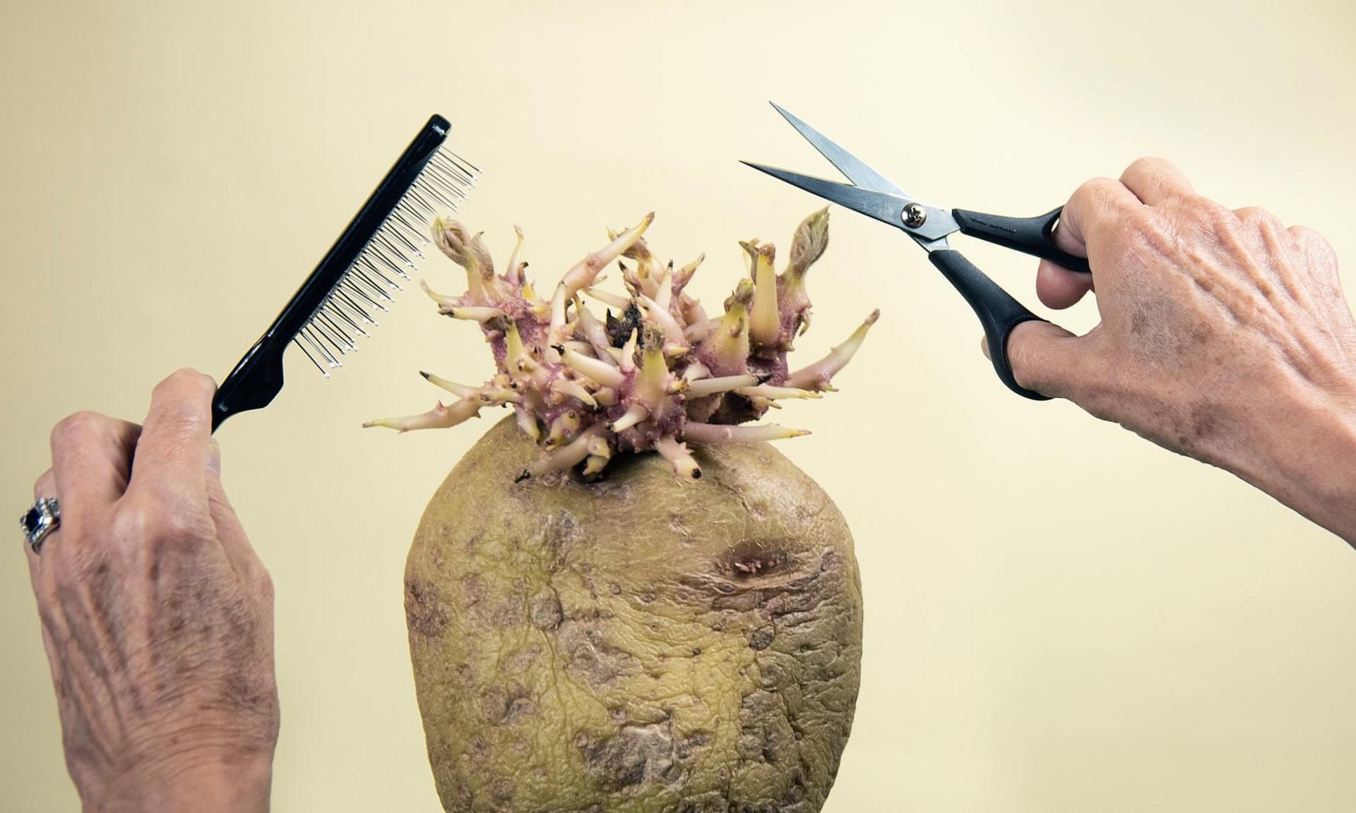 Smashed it! Take a look at the Potato Photographer of the Year entries ...