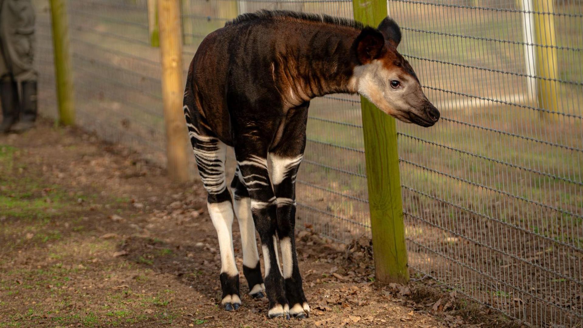 Baby okapi Neo makes public debut at Yorkshire Wildlife Park - BBC News