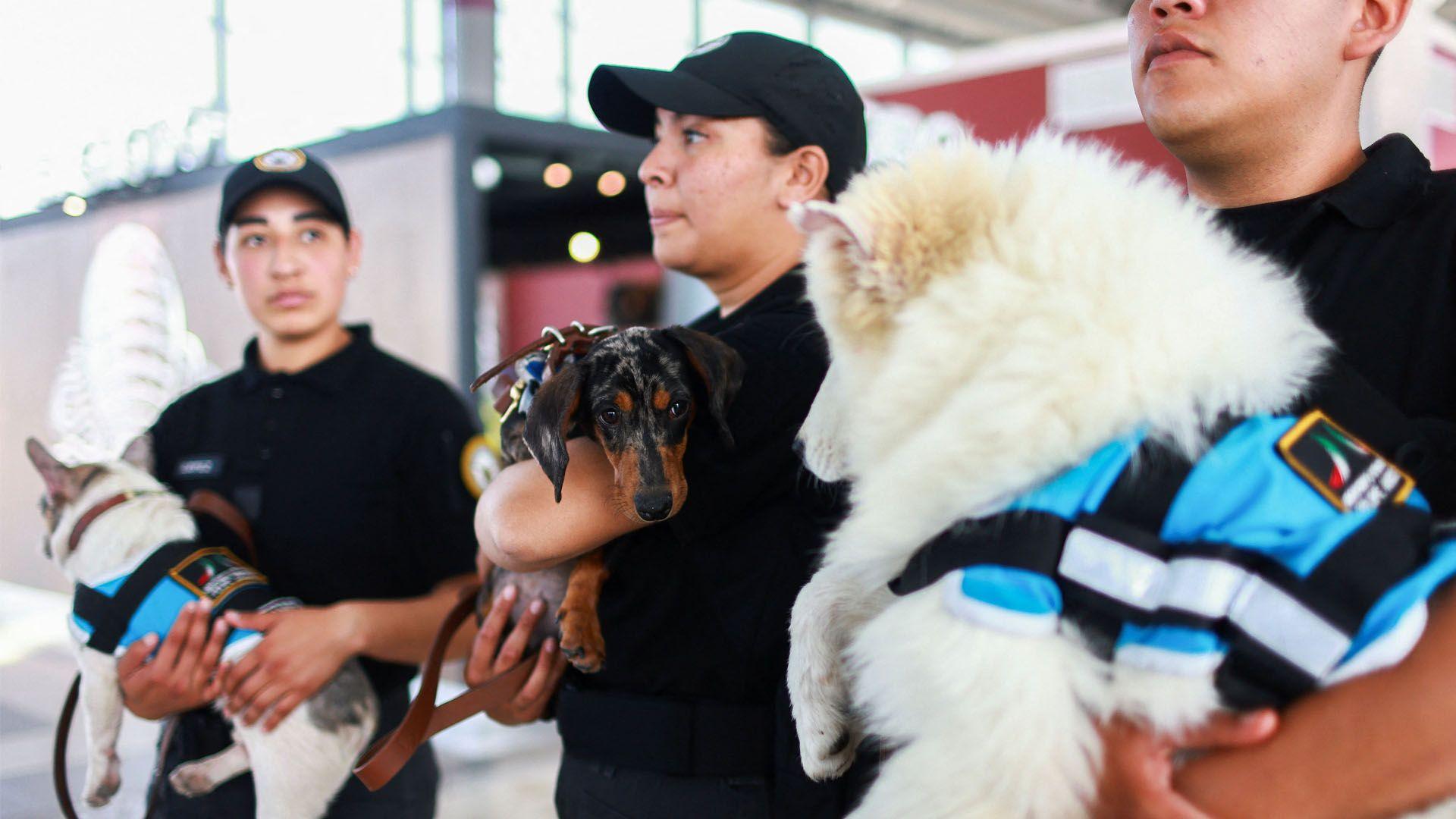 These airport pups are giving cuddles to nervous flyers - BBC Newsround