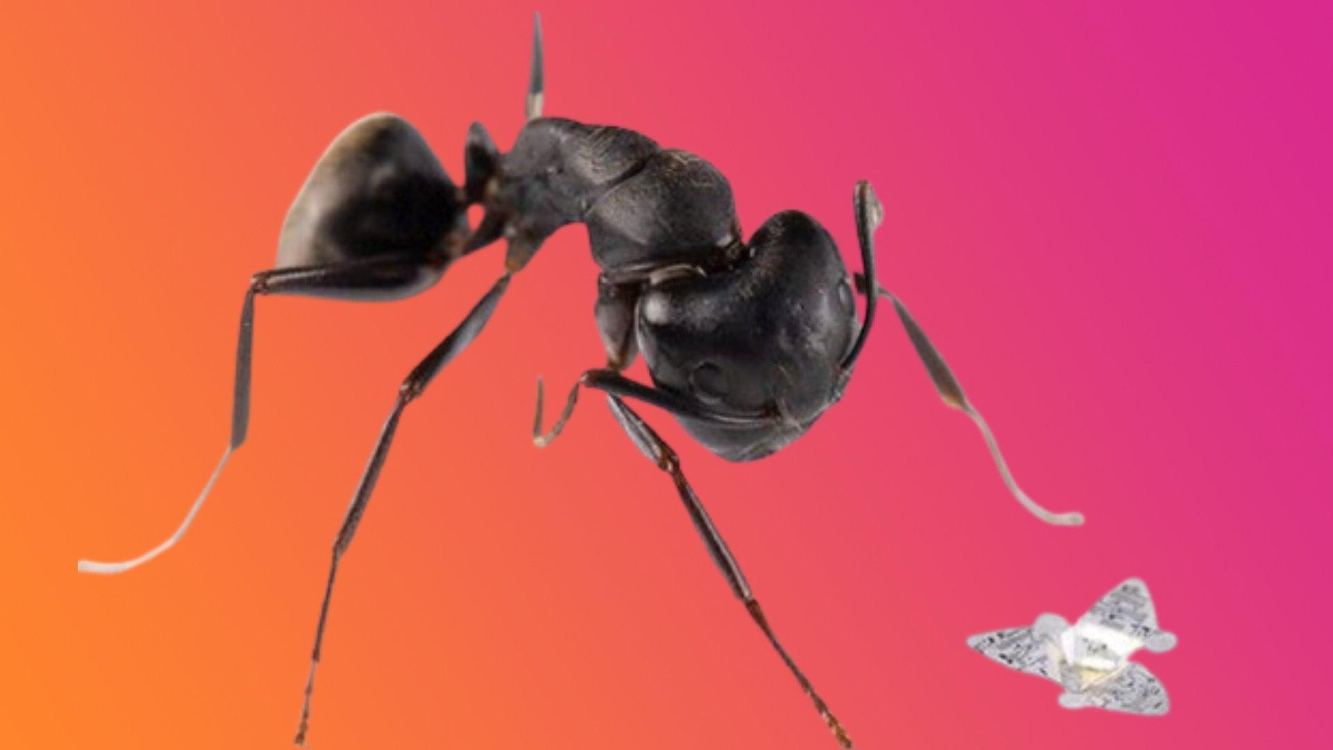 Technology: Scientists create the smallest ever flying microchip! - BBC ...