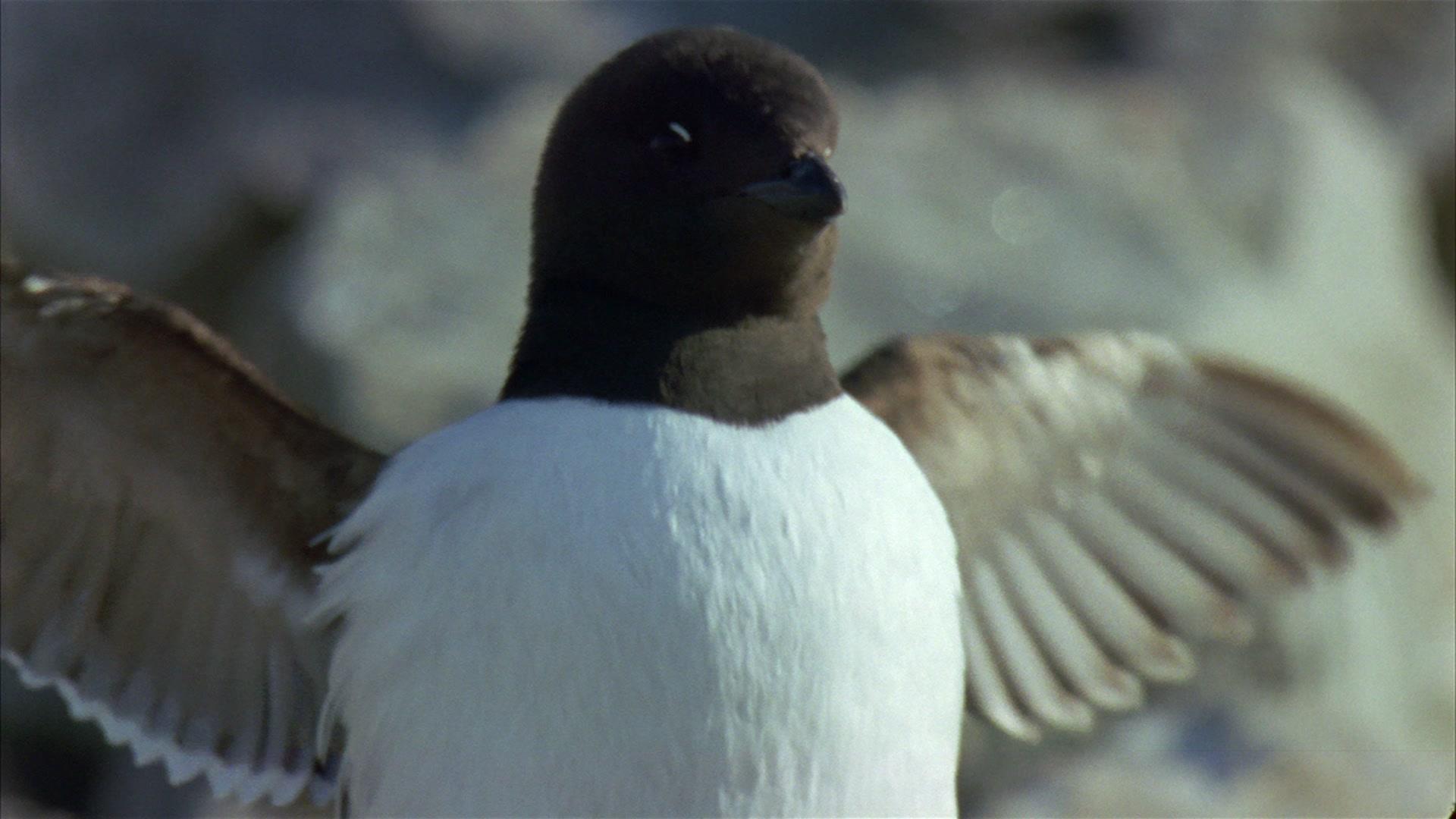 Wind-blown little auk numbers unprecedented, says RSPB Scotland - BBC News