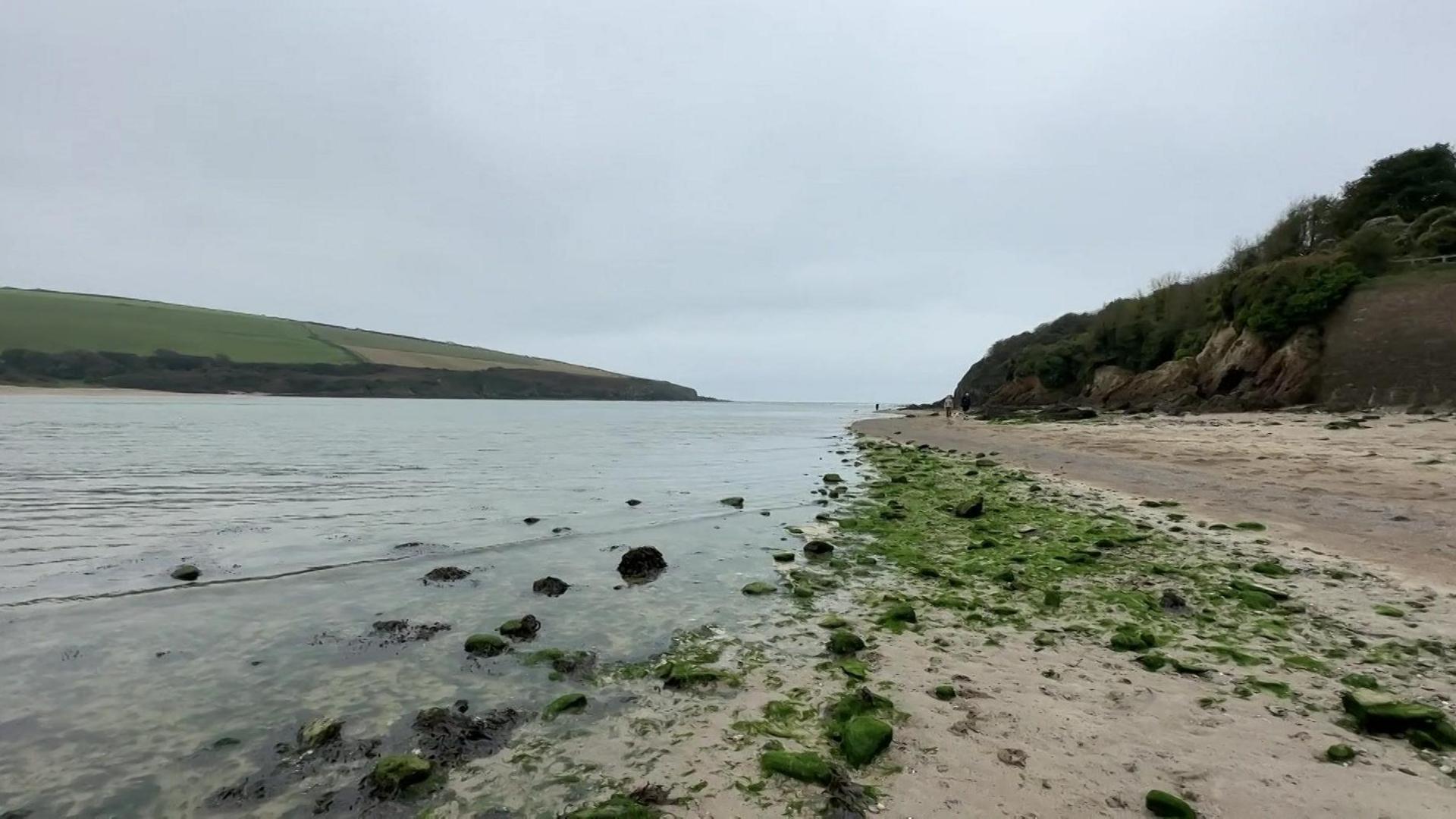 Devon tree‑planting project aims to clean up River Erme - BBC News