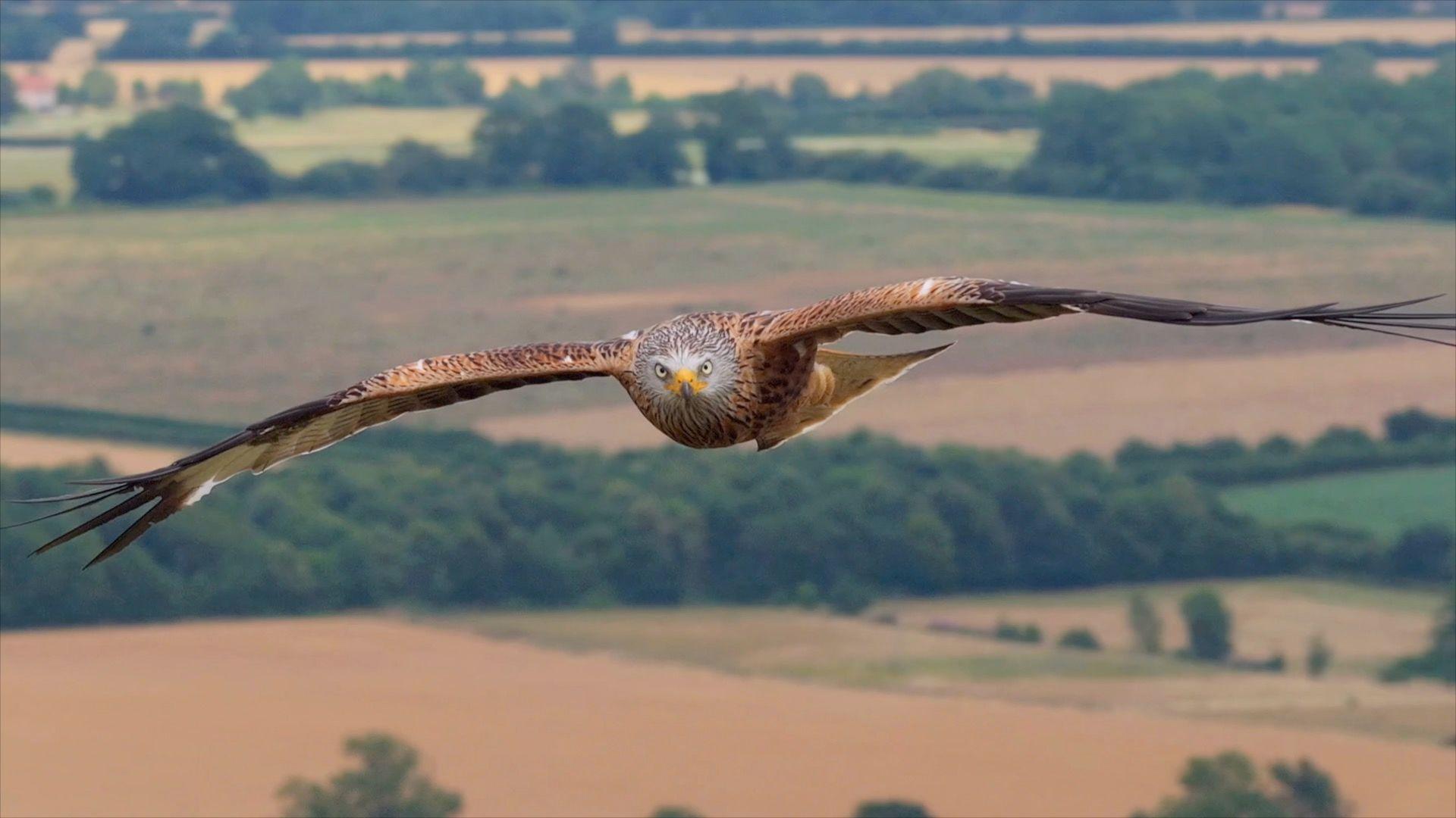Red kite 'doing really well' after Marden roadside rescue - BBC News