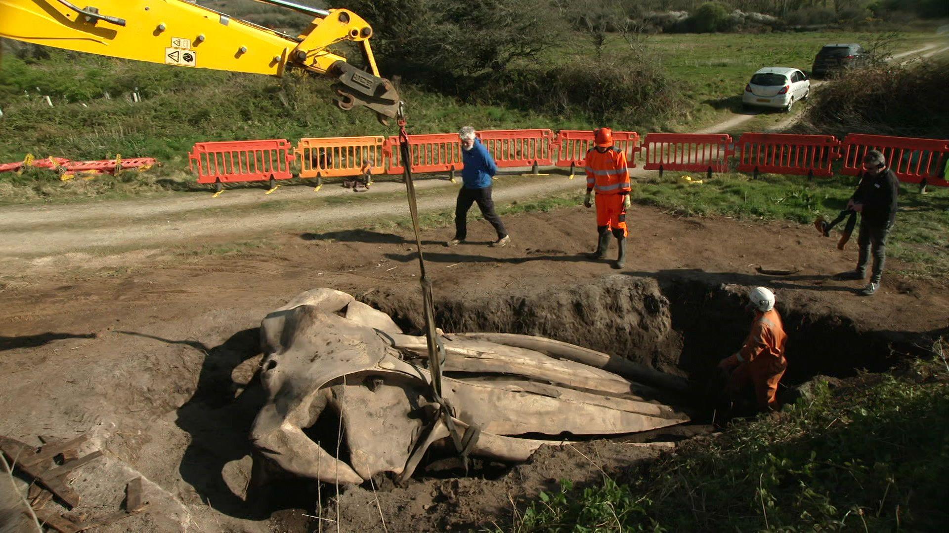 The story of the buried whale's head - BBC News