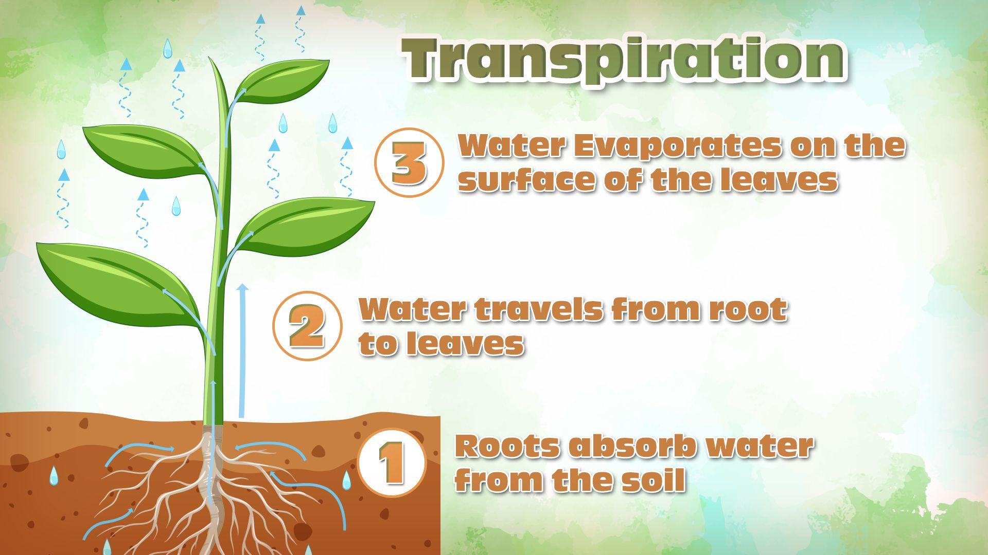 Most Water Enters A Plant Through