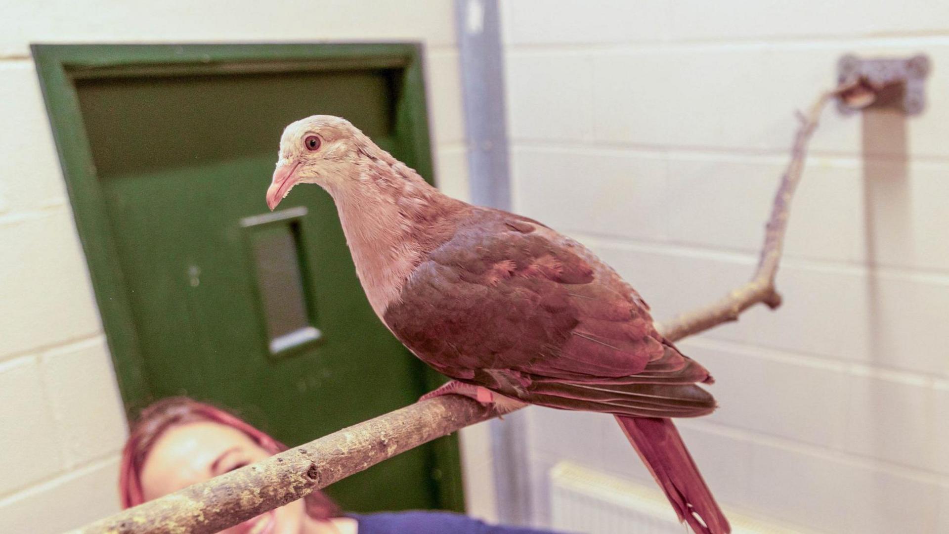 Rare pink pigeon baby hand-reared at zoo - BBC Newsround