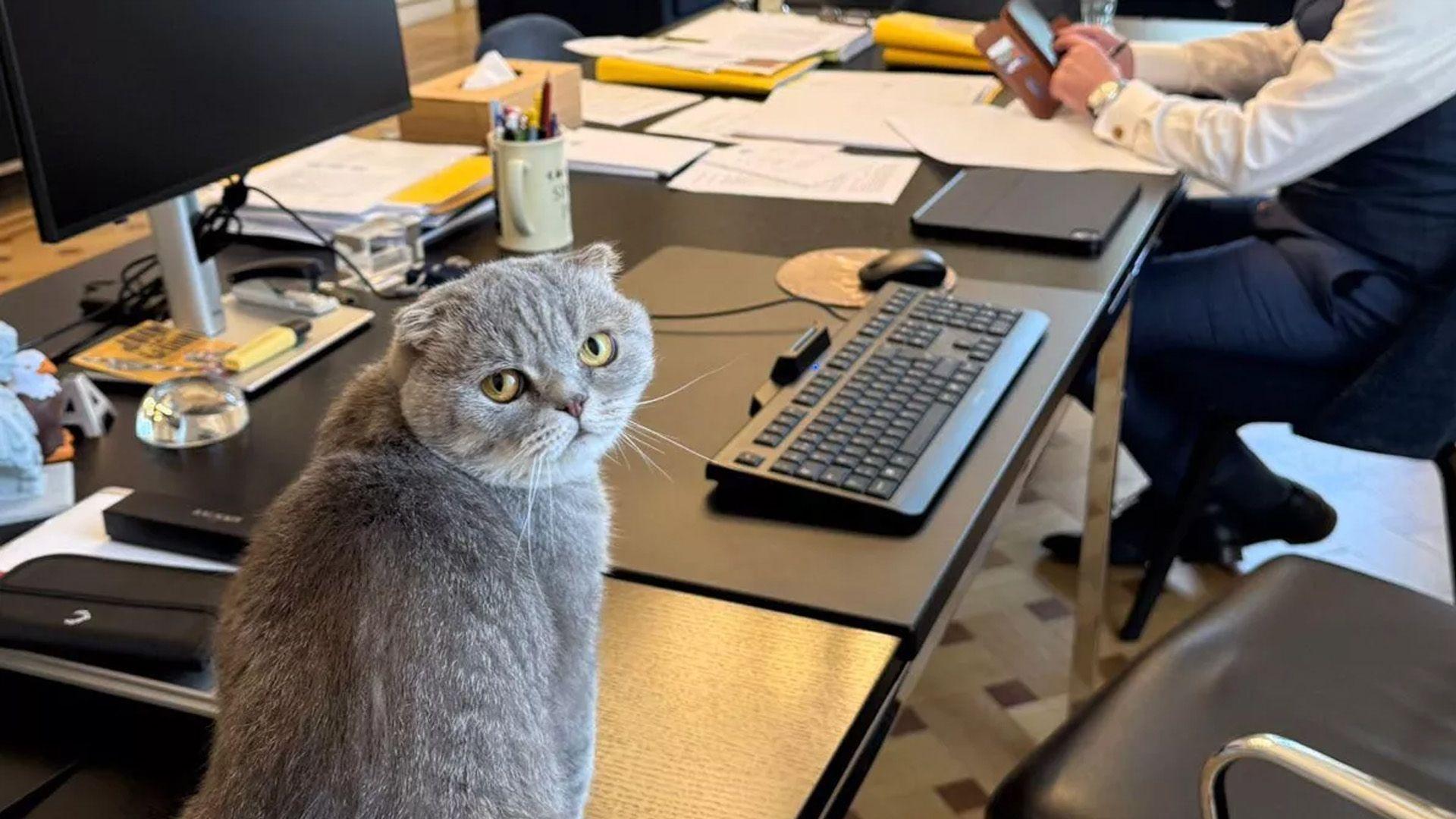 Political pets - The Belgian PM's cat is a social media star - BBC ...