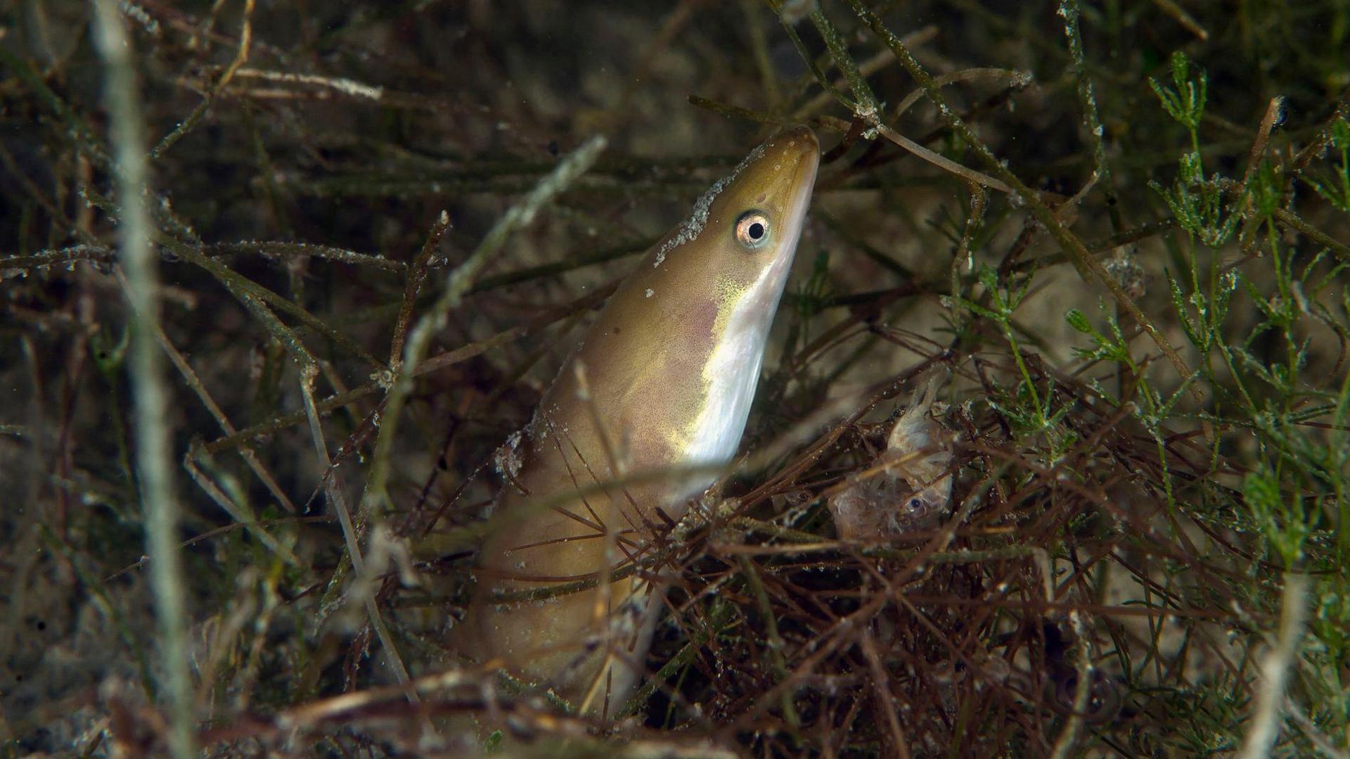Lough Neagh: Andrew Muir announces support for brown eel fishers - BBC News