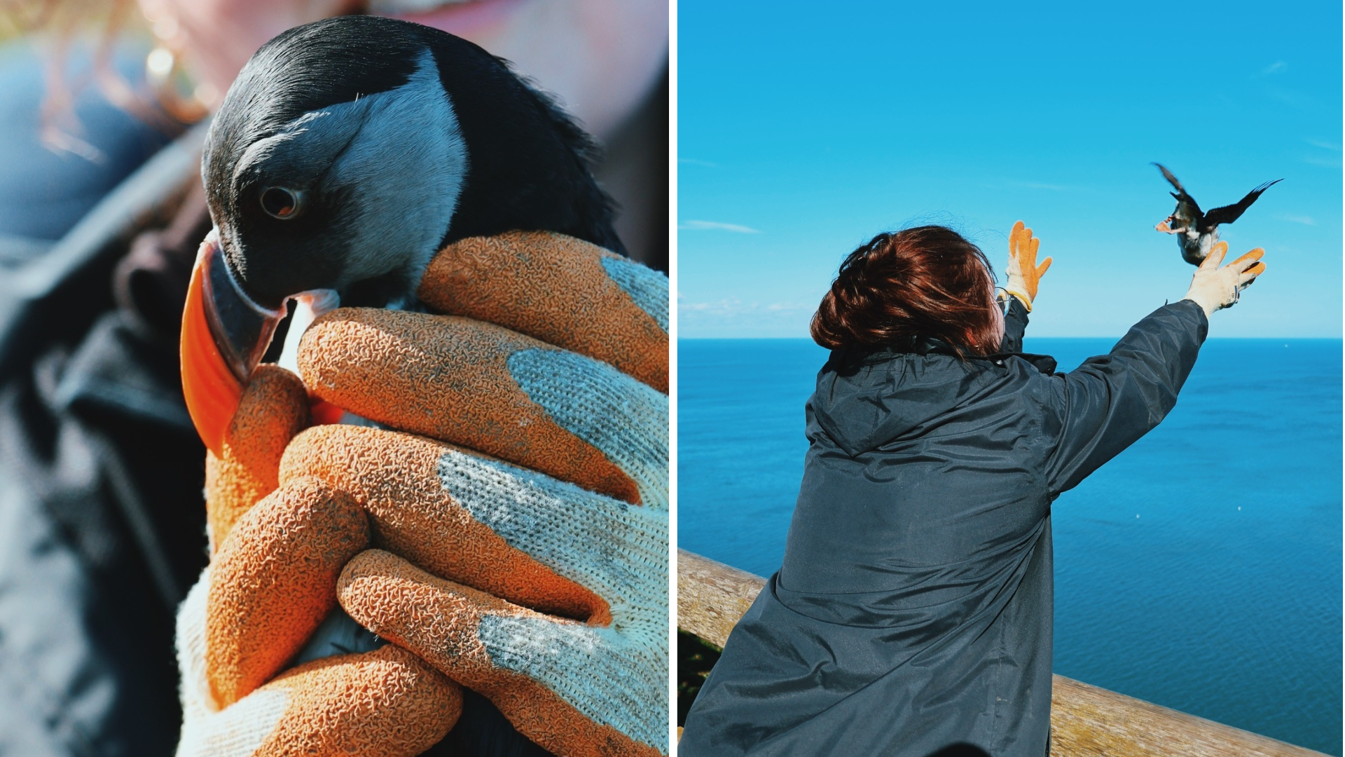 Rescued puffin released back into wild at RSPB Bempton Cliffs - BBC News