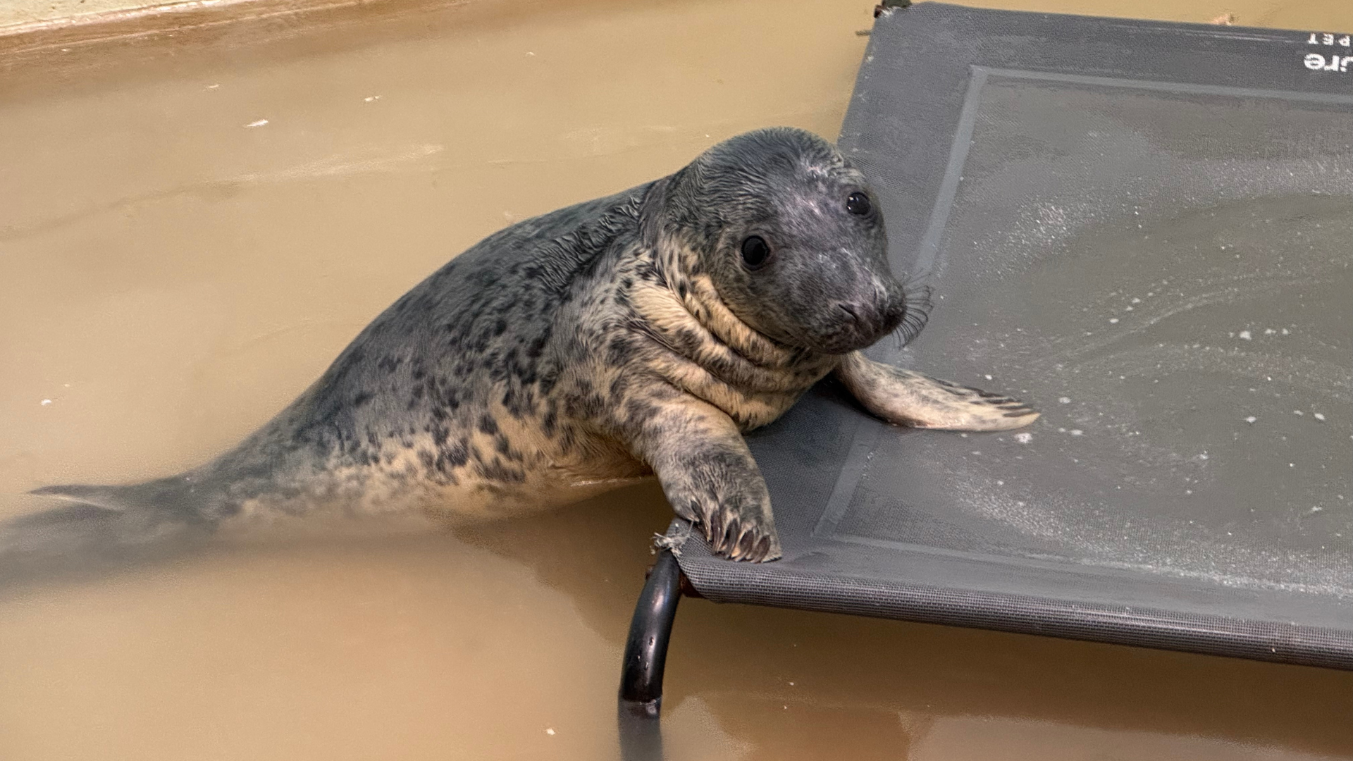 Why are more seals being rescued? - BBC Newsround