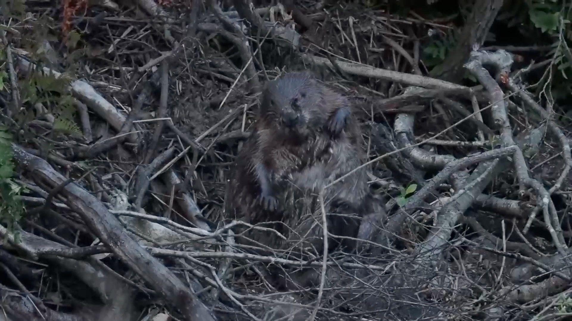 Beavers released in Dorset settle after a year of ups and downs - BBC News