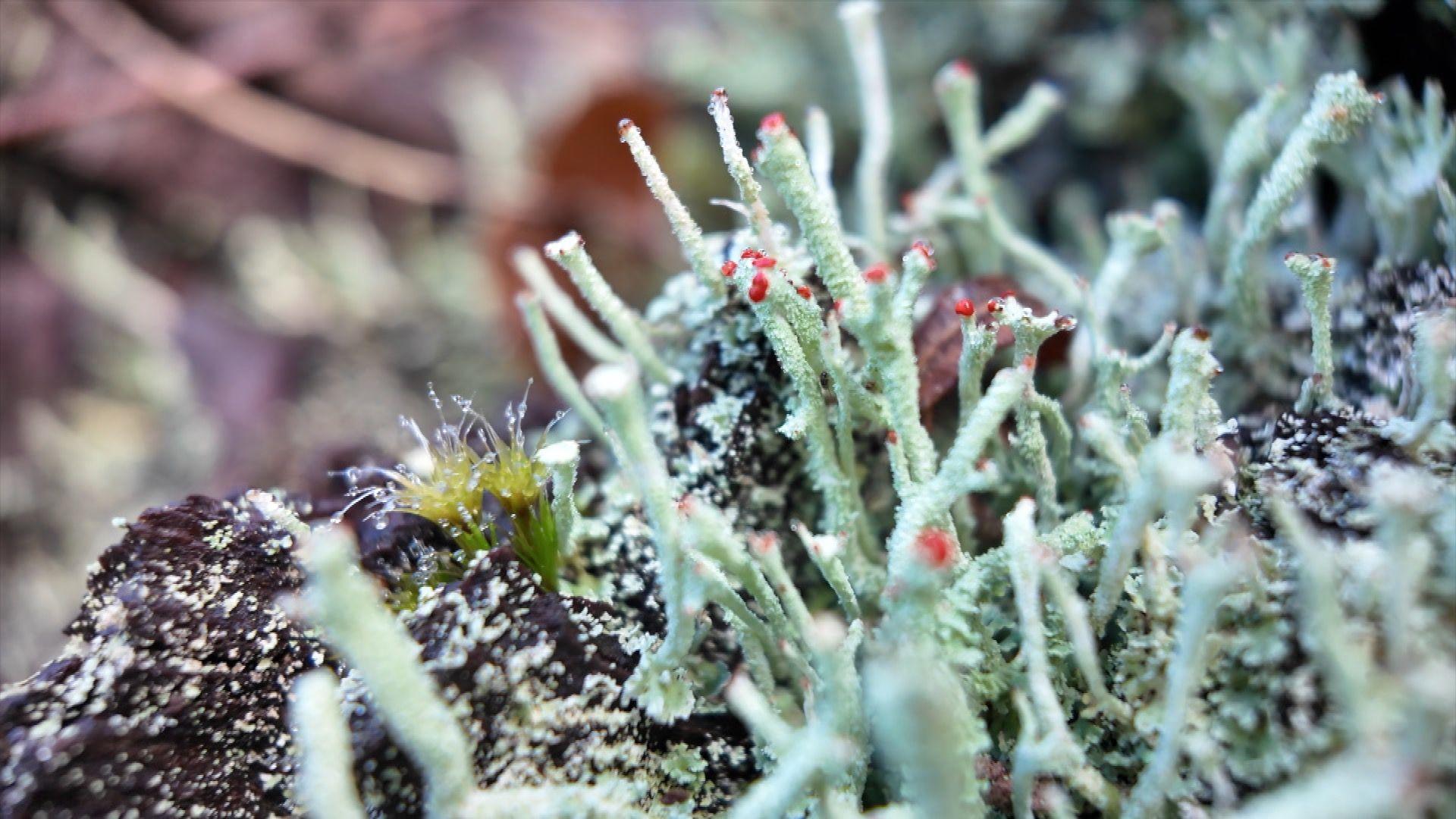 How lichen hold the secret to a breath of fresh air - BBC News