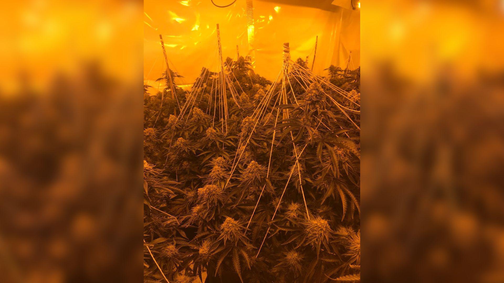Four arrested after police raid cannabis farm nar Selby - BBC News