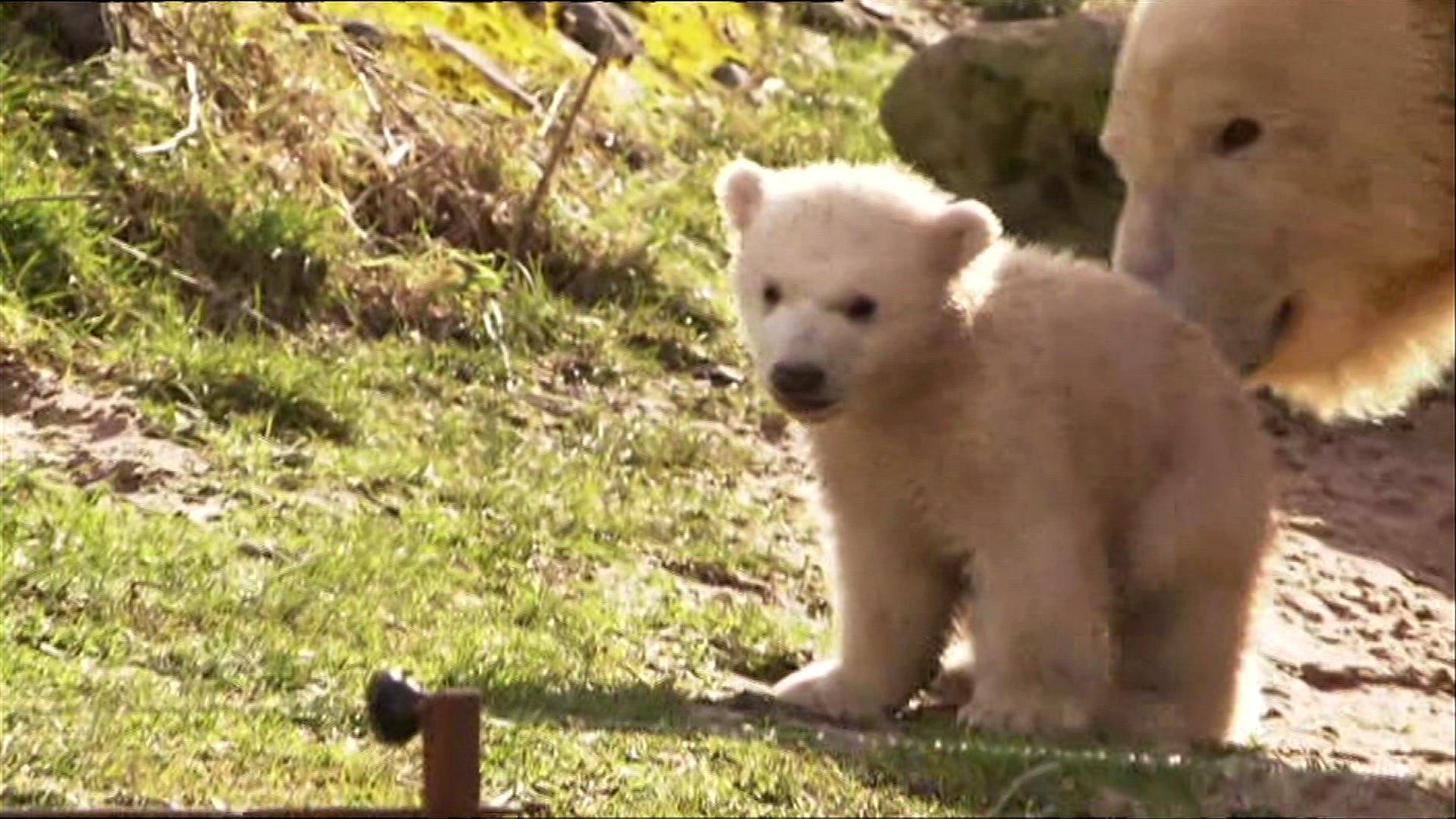 Why are Canadian polar bears pooping glitter? - BBC Newsround