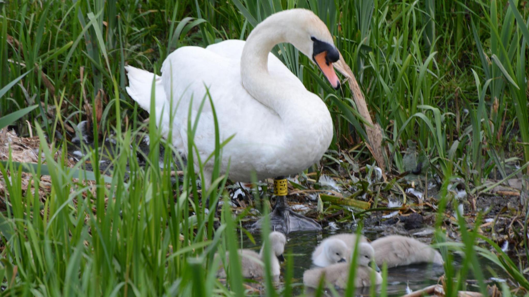 Bird flu outbreak blamed for death of Brayford Pool swans - BBC News