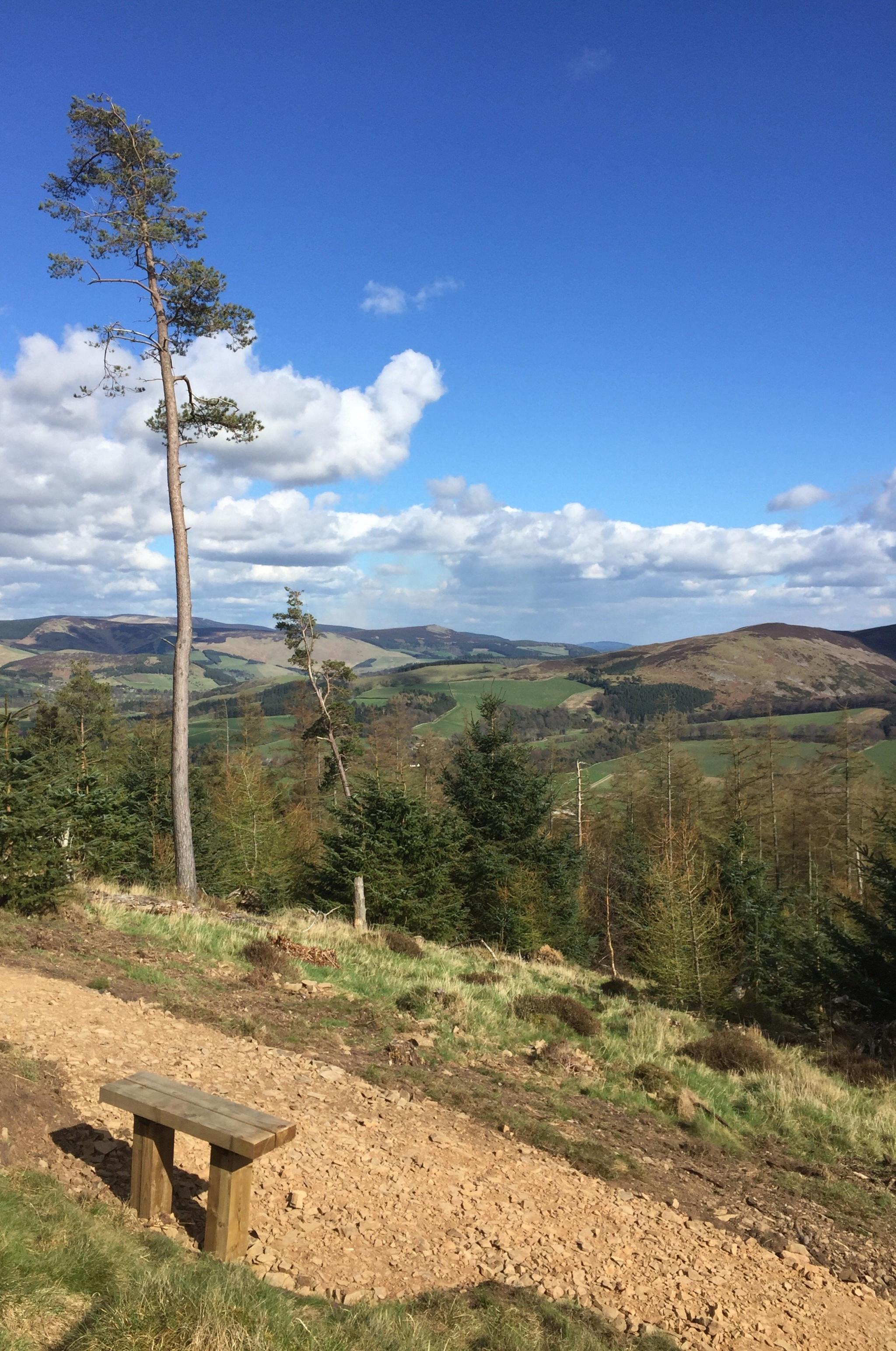 Peebles forest trail extension offers 'stunning' view - BBC News