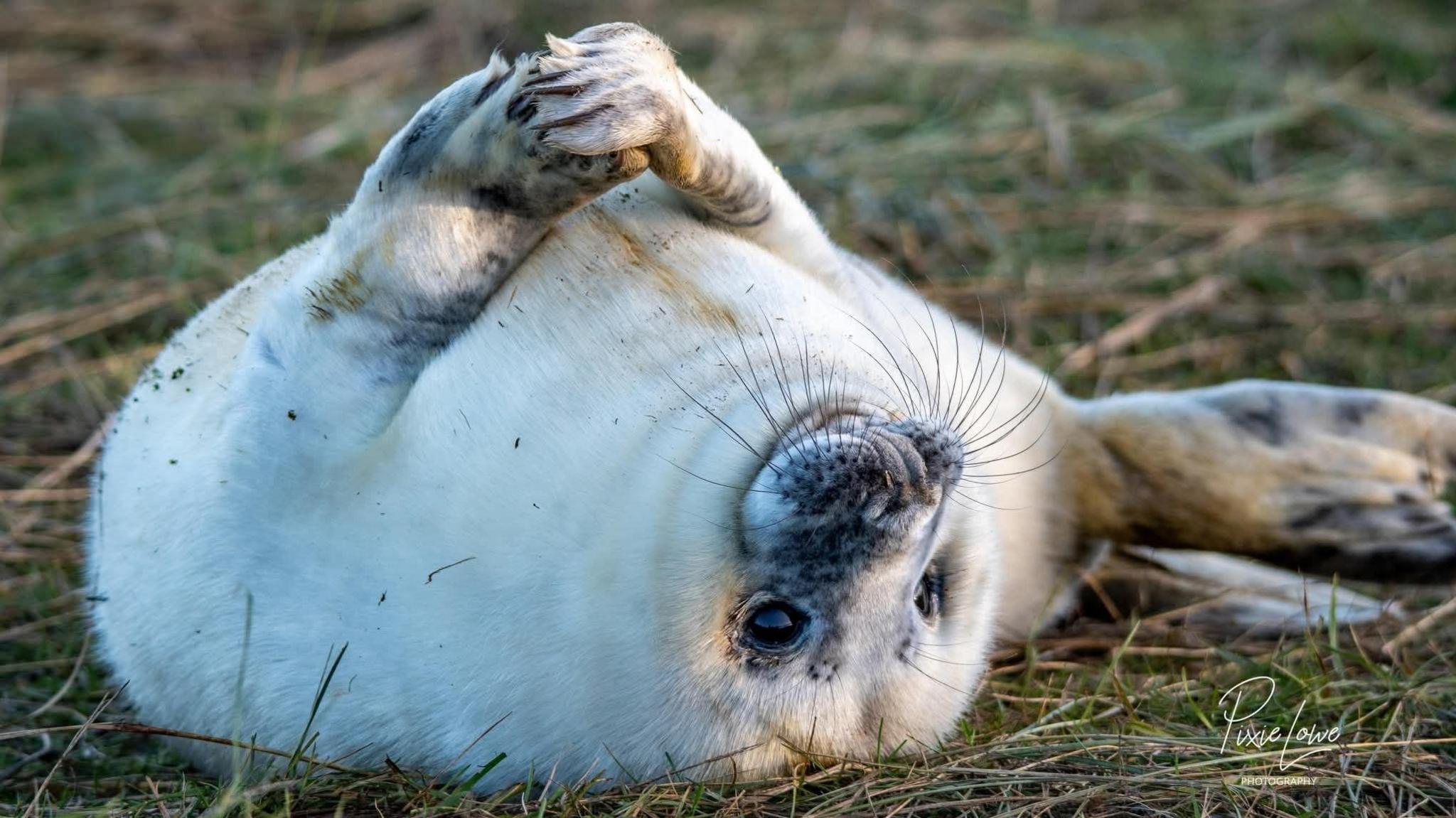 Adorable Donna Nook seal pup expressions caught on camera - BBC News