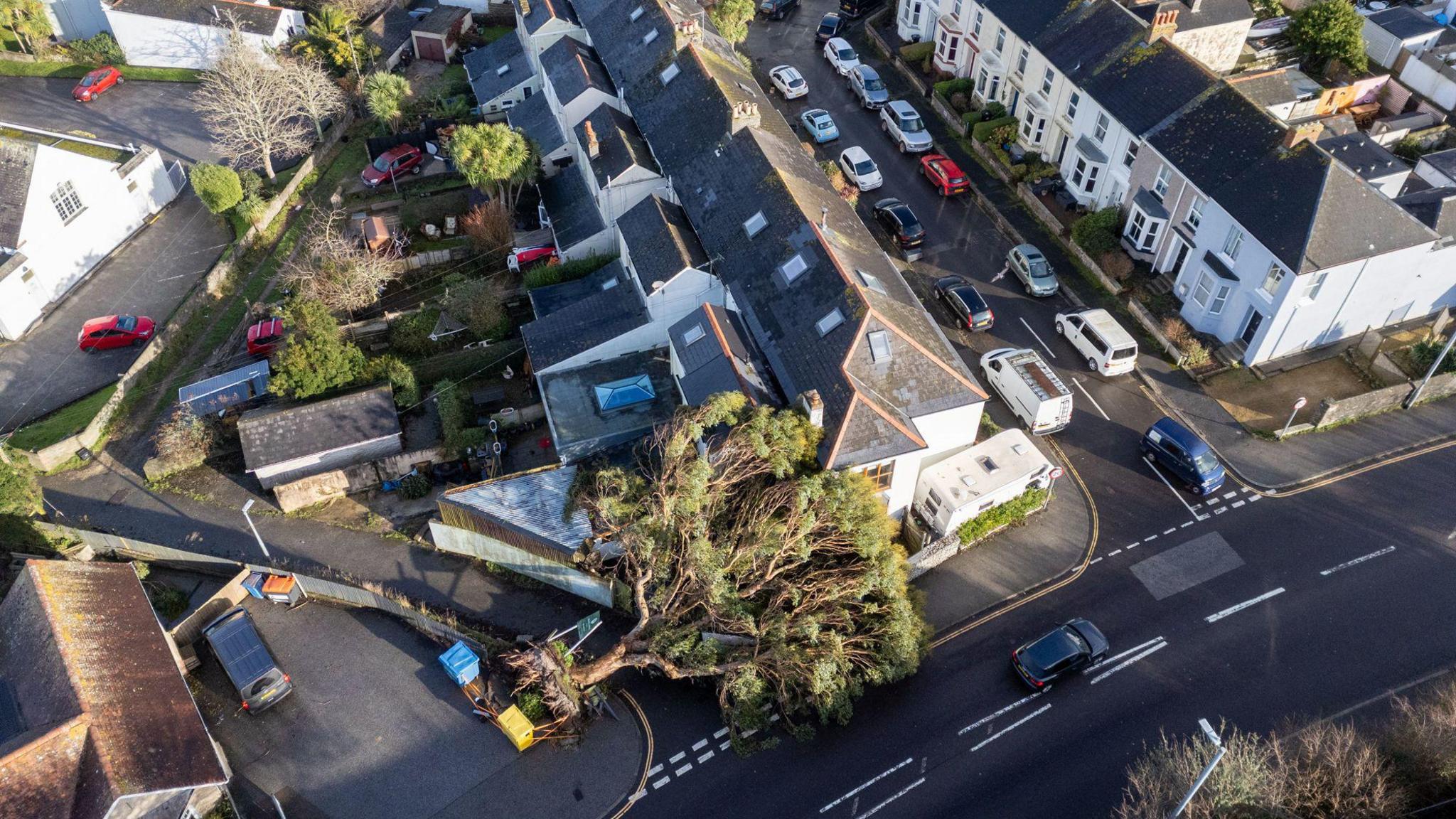'We might never know' Cornwall's Storm Goretti's tree toll - BBC News