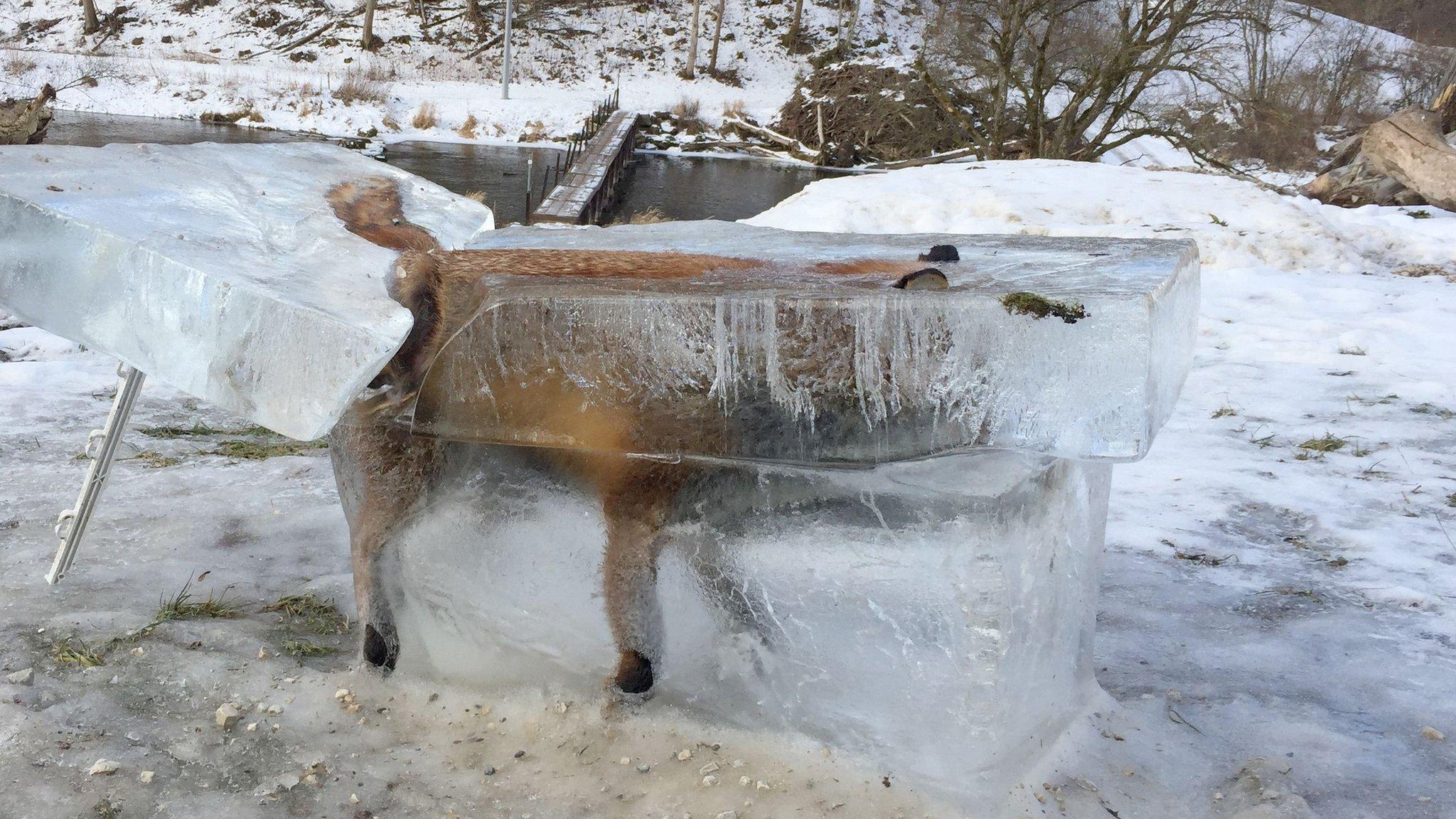 Frozen Mr Fox: Hunter displays animal preserved in block of ice - BBC News