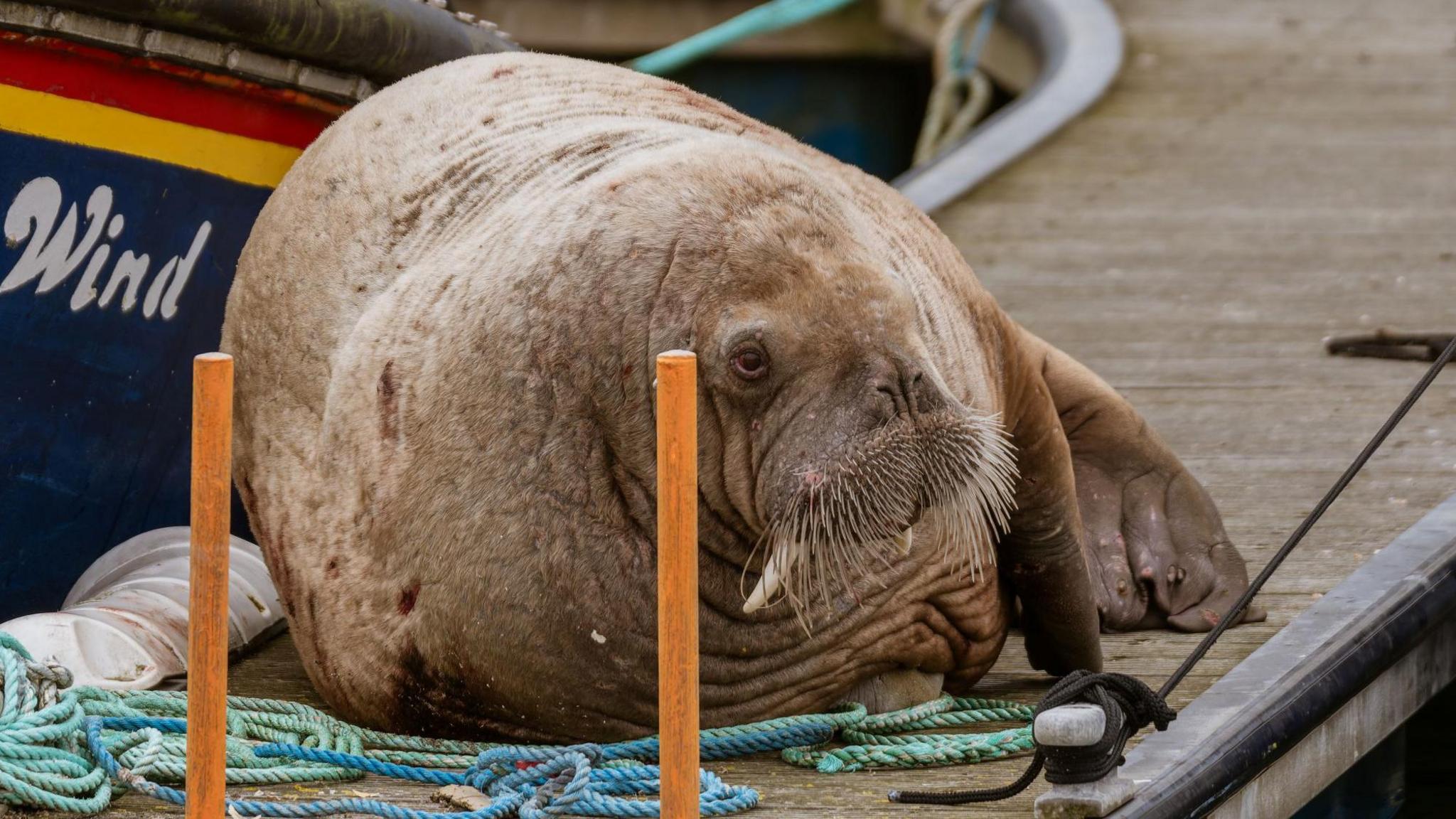 Walrus who visited Orkney believed to have travelled to mainland - BBC News
