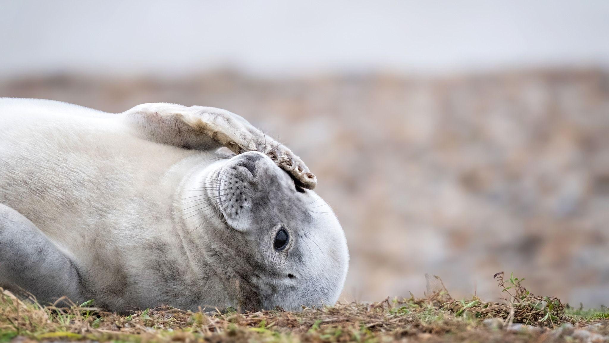 This Week in Pictures: Suffolk - BBC News