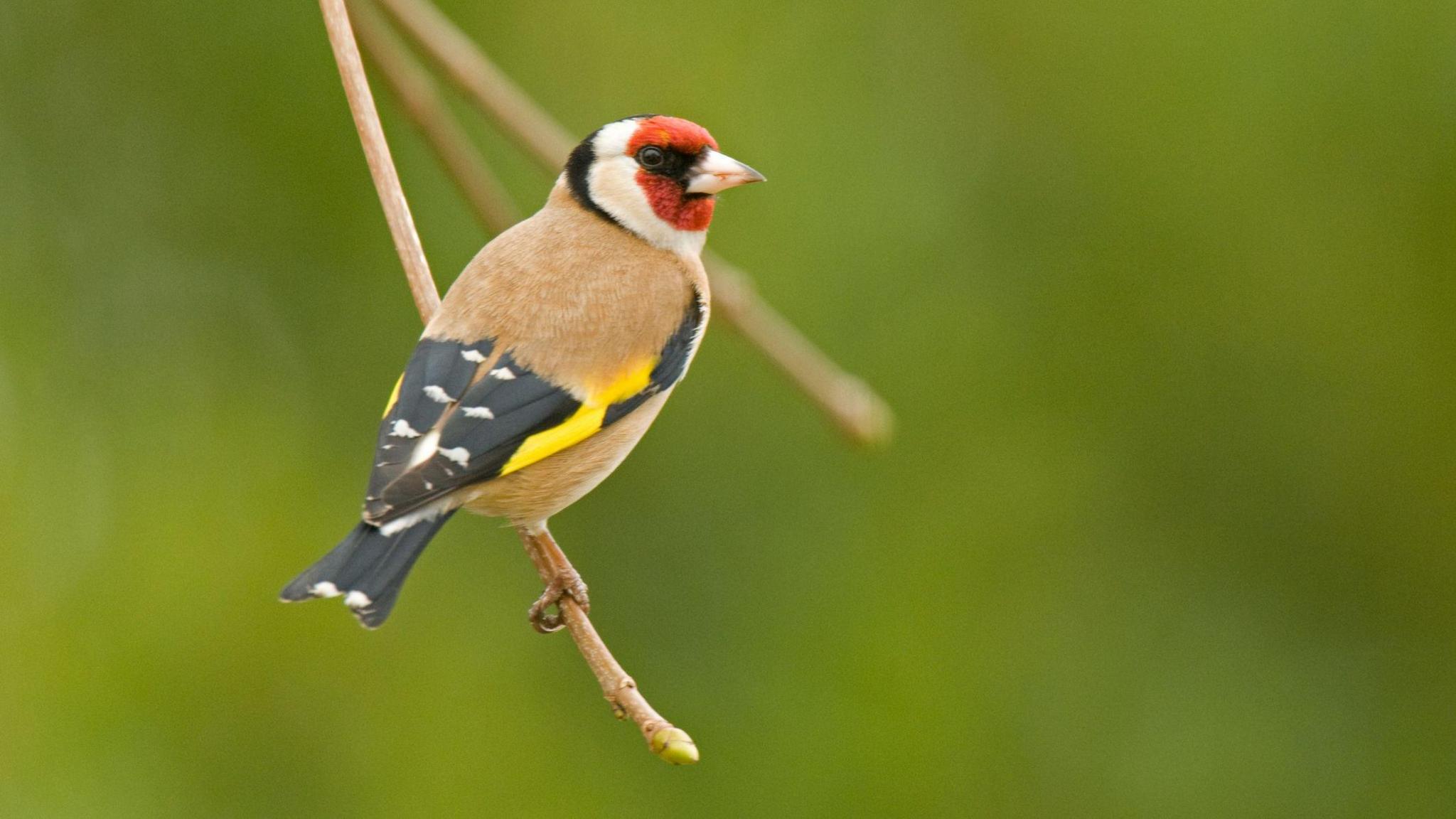 Nas lugha de dhruidean-dubha ann an gàrraidhean na dùthcha a rèir an RSPB - Naidheachdan a' BhBC