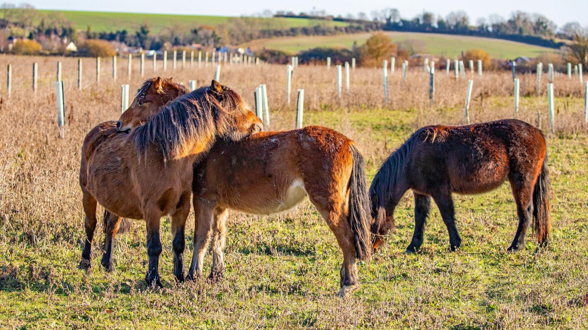 Dartmoor ponies to graze National Trust land at Wimpole Estate - BBC News