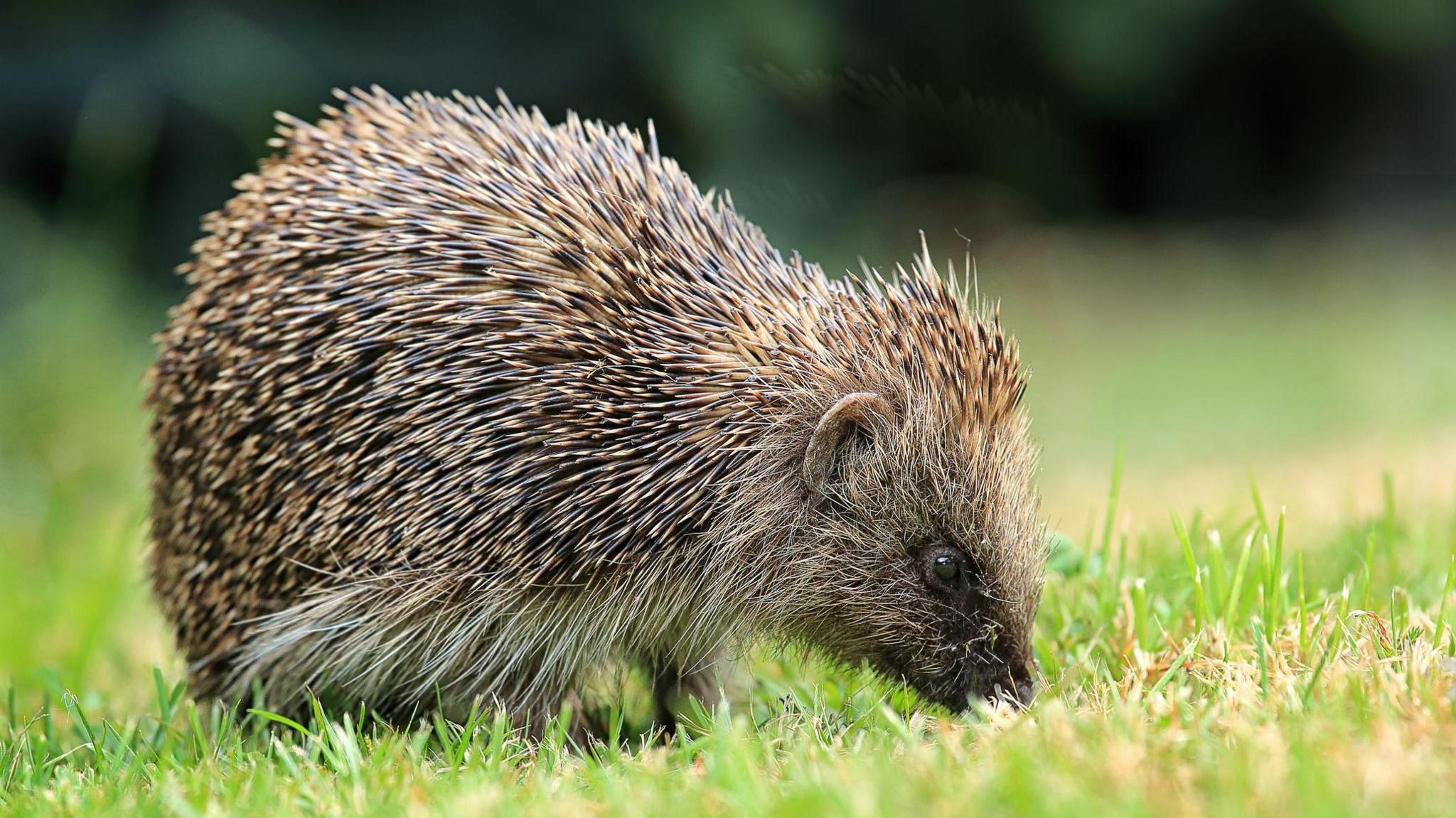 Satellites and AI used to track UK hedgehogs in bid to slow decline ...