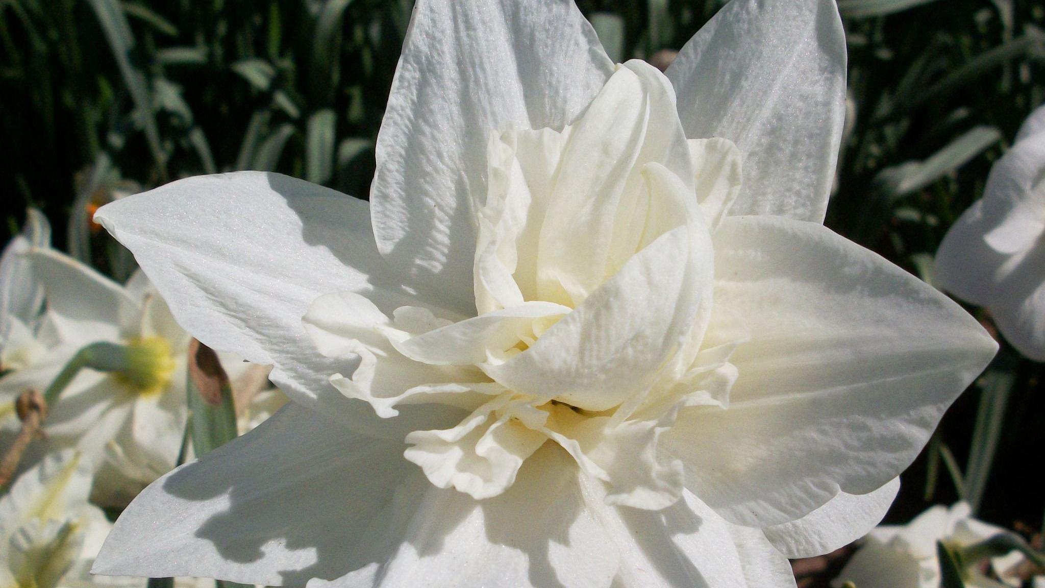 Rare pink daffodils might be growing in your garden - could you spot ...