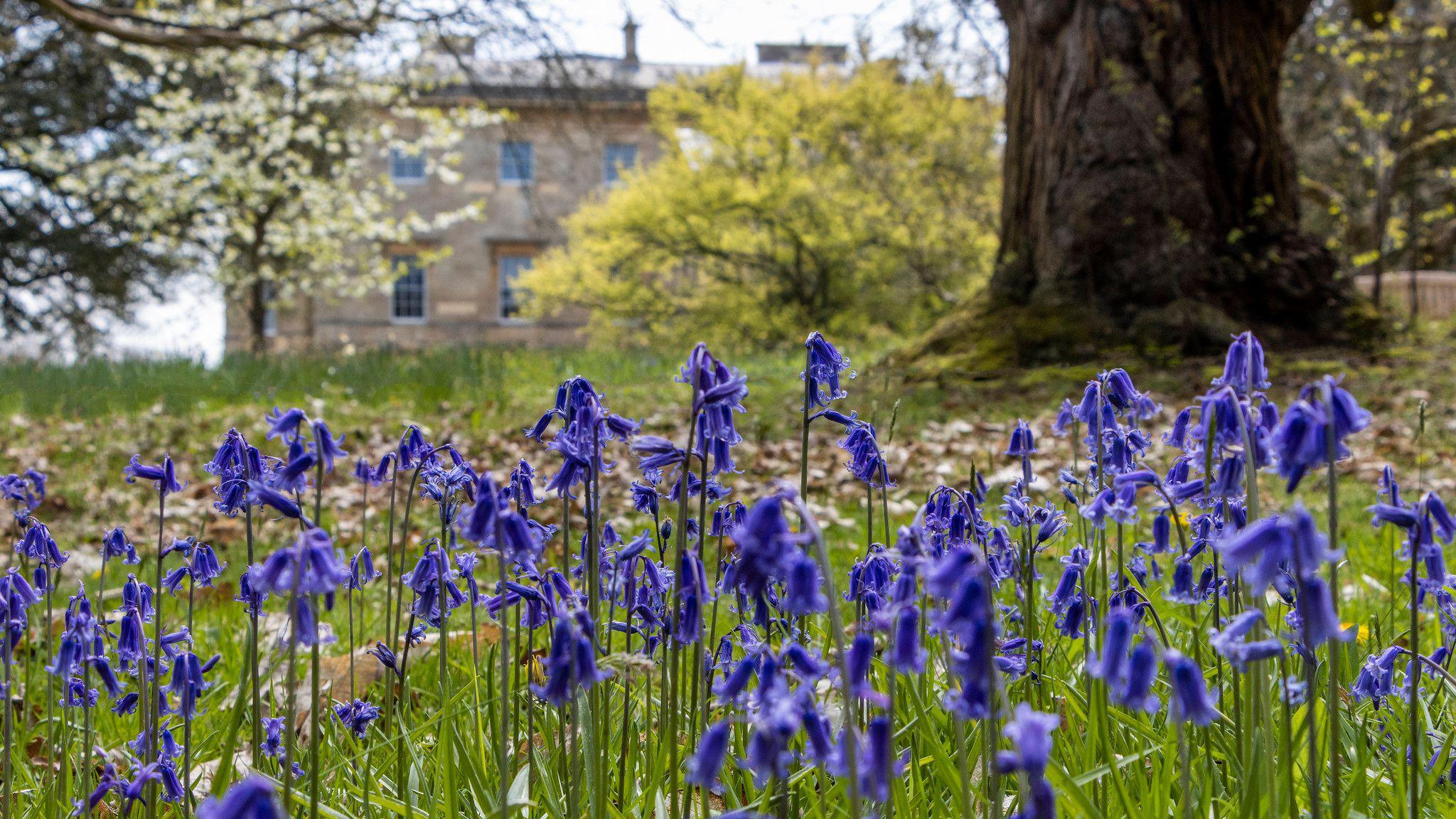 Where to see bluebells in the south this Easter - BBC News