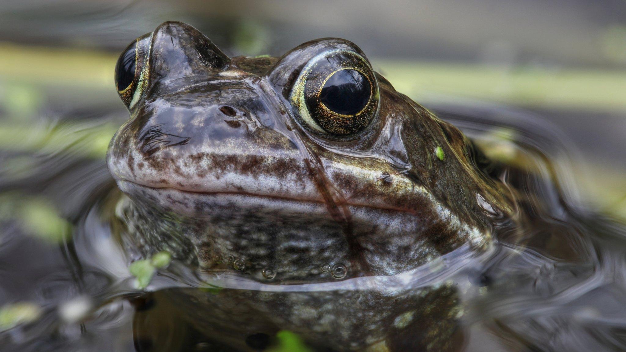 Frogs in Savoie face pond eviction over 'noise pollution' - BBC Newsround