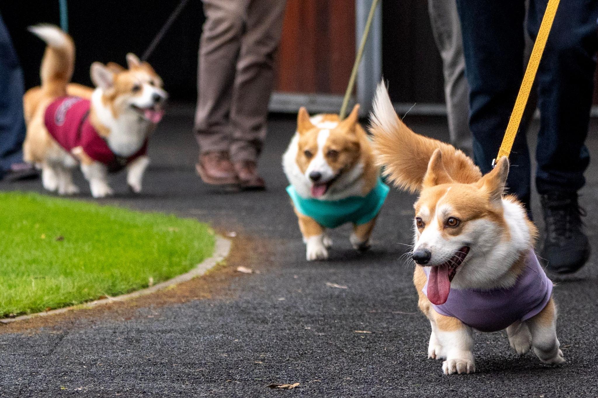 Corgi who was promised a hot dog sprints to victory at Musselburgh ...