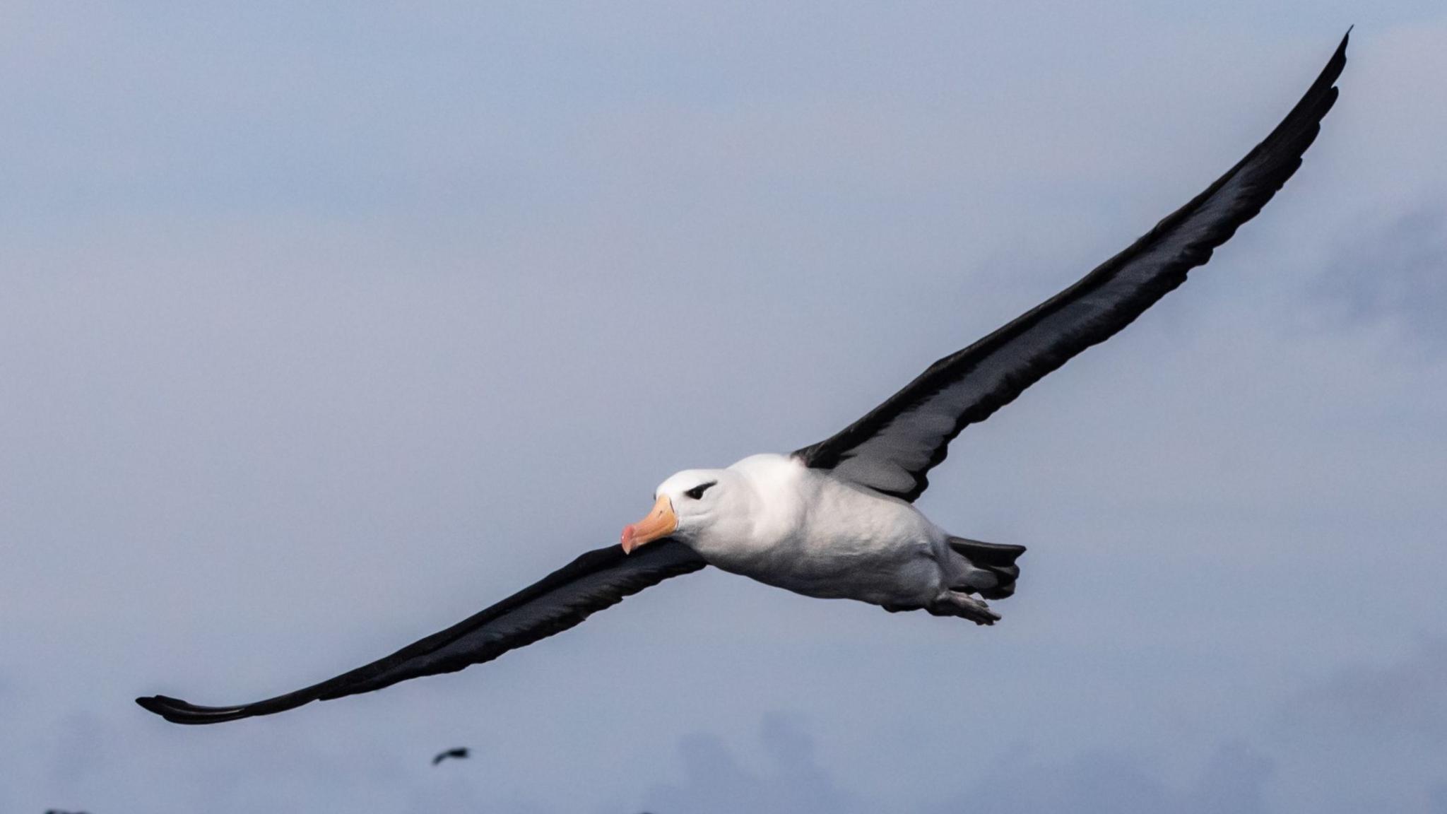 Saving South Africa's threatened albatross from lethal fishing lines ...