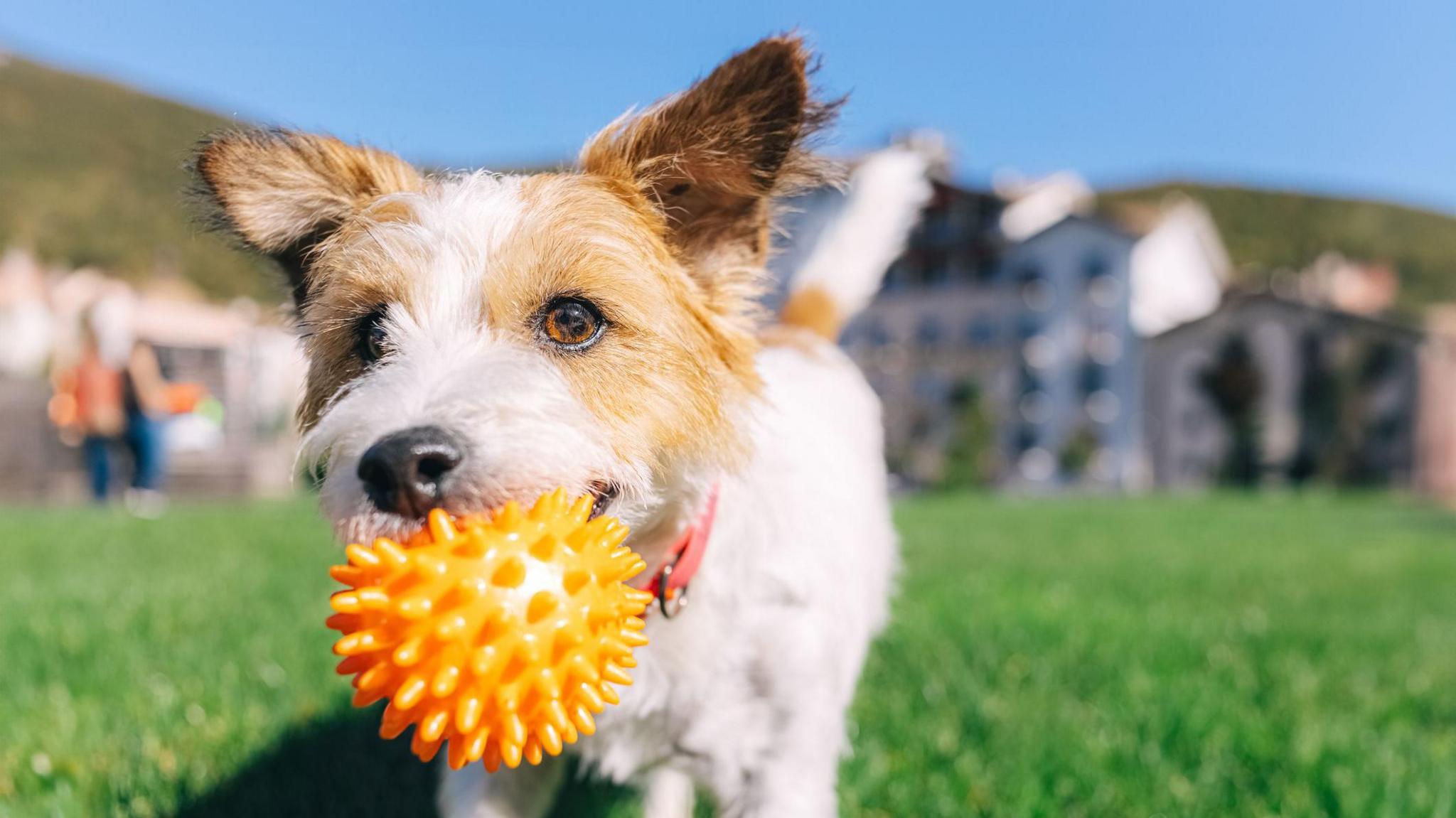 Smartest dogs can remember the names of their toys for years - BBC ...