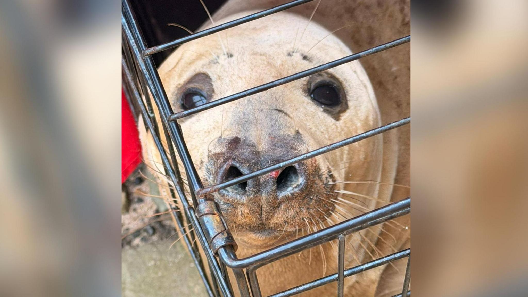 Fleetwood lifeboat crew rescue 'tired' stranded grey seal - BBC News