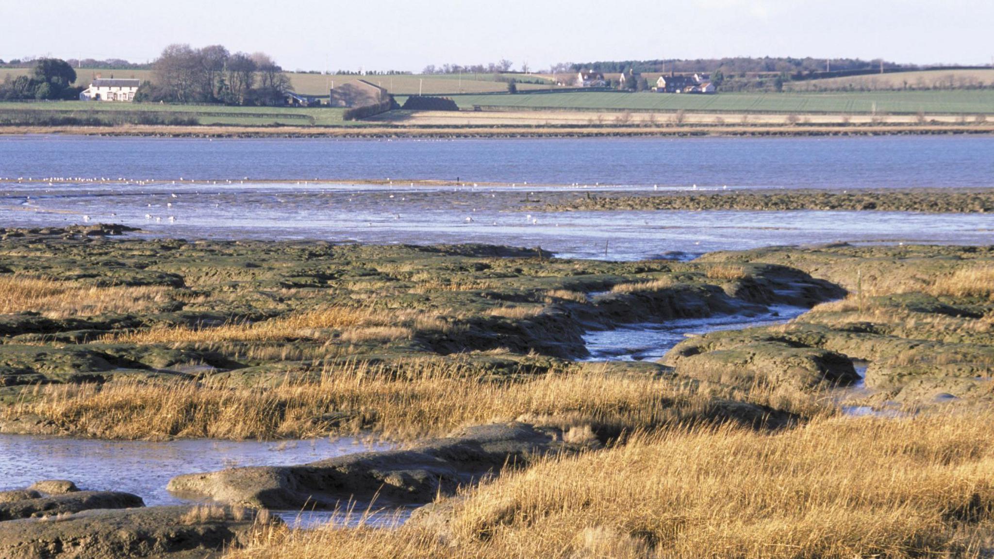 Harwich dredged materials to be used to create saltmarshes - BBC News