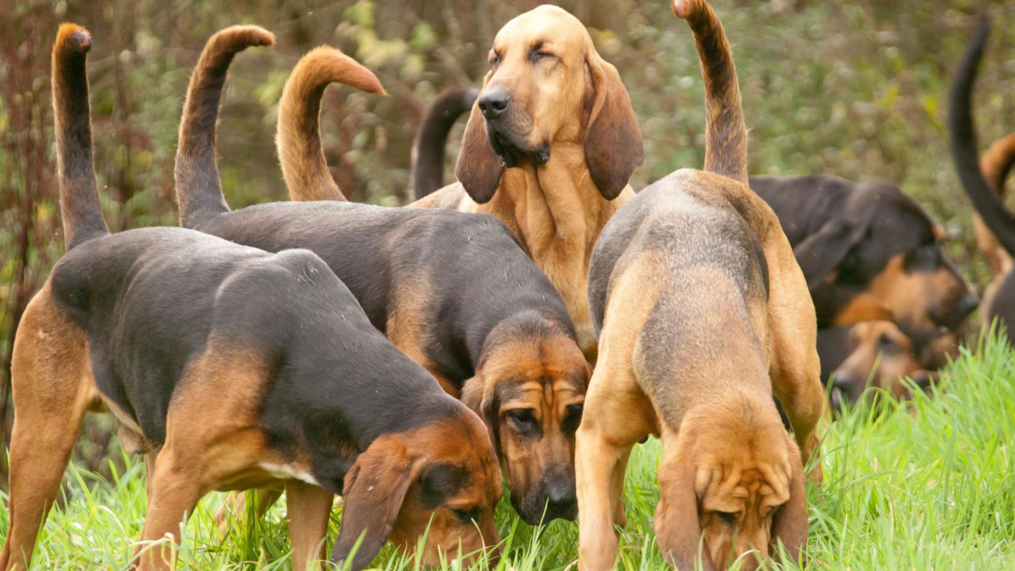 New Forest Bloodhounds relieved to escape trail hunting ban - BBC News