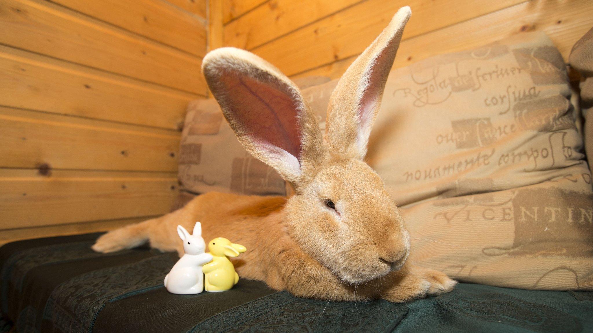 Atlas the giant rabbit gets a new home - BBC Newsround